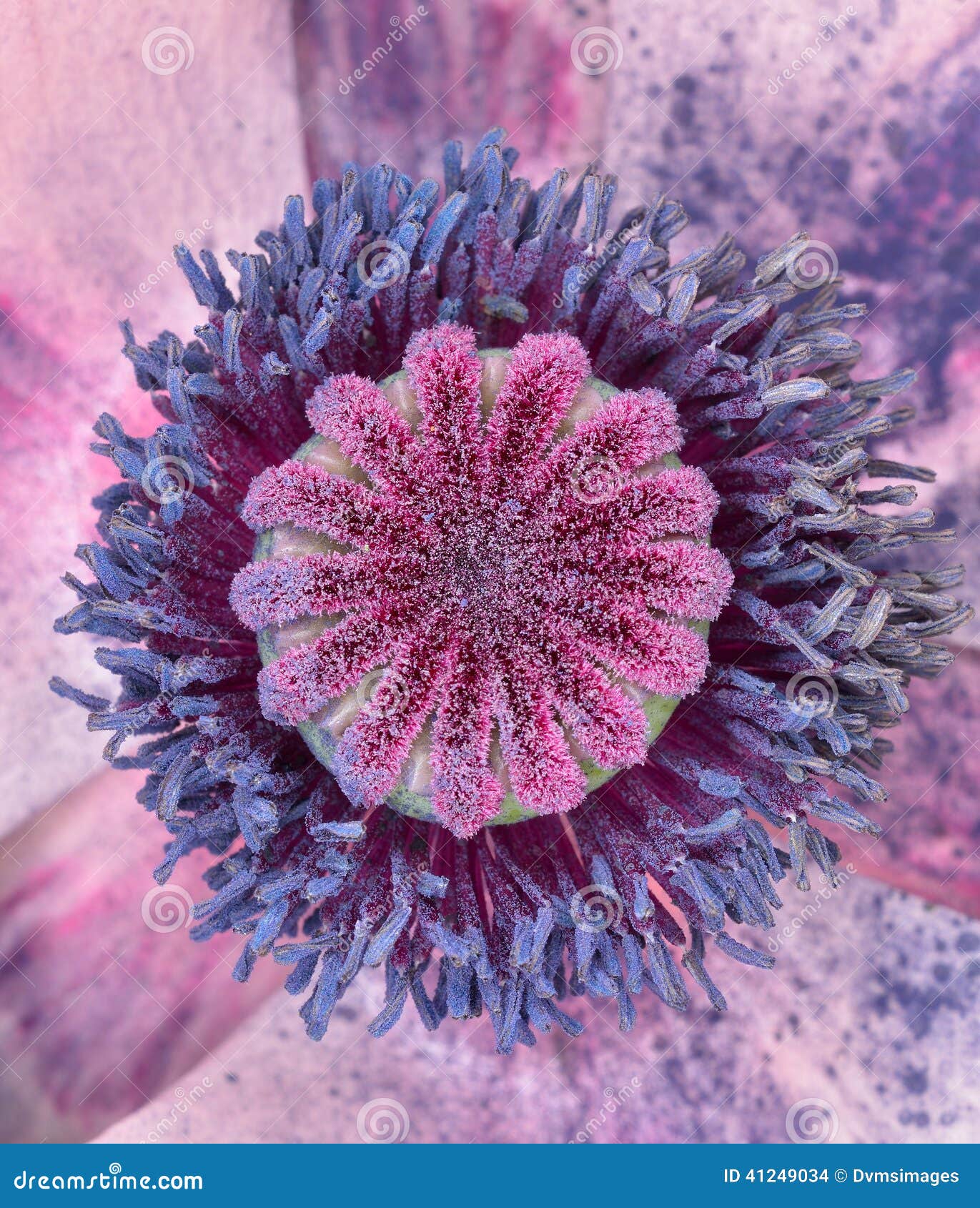 Poppy Seed head and Pollen stock photo. Image of stamen - 41249034