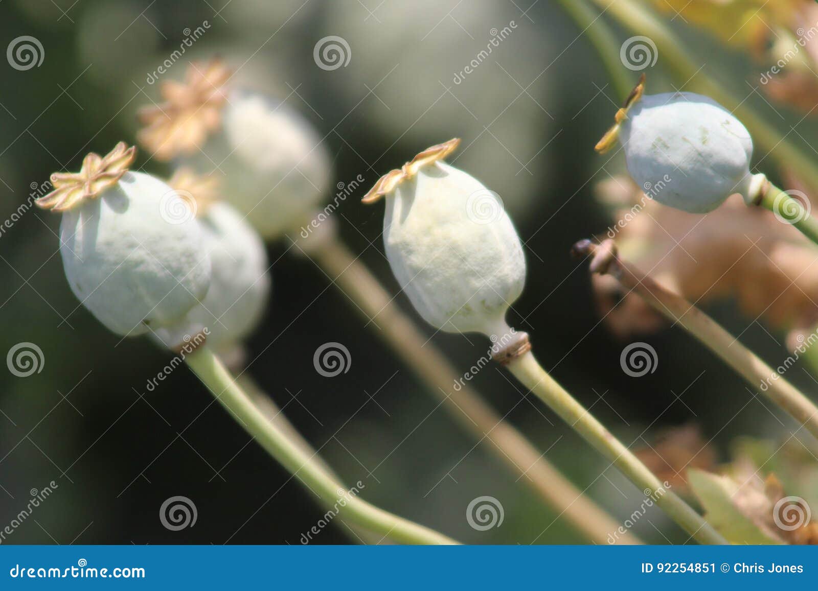 Poppy seed heads stock image. Image of bright, dried - 92254851