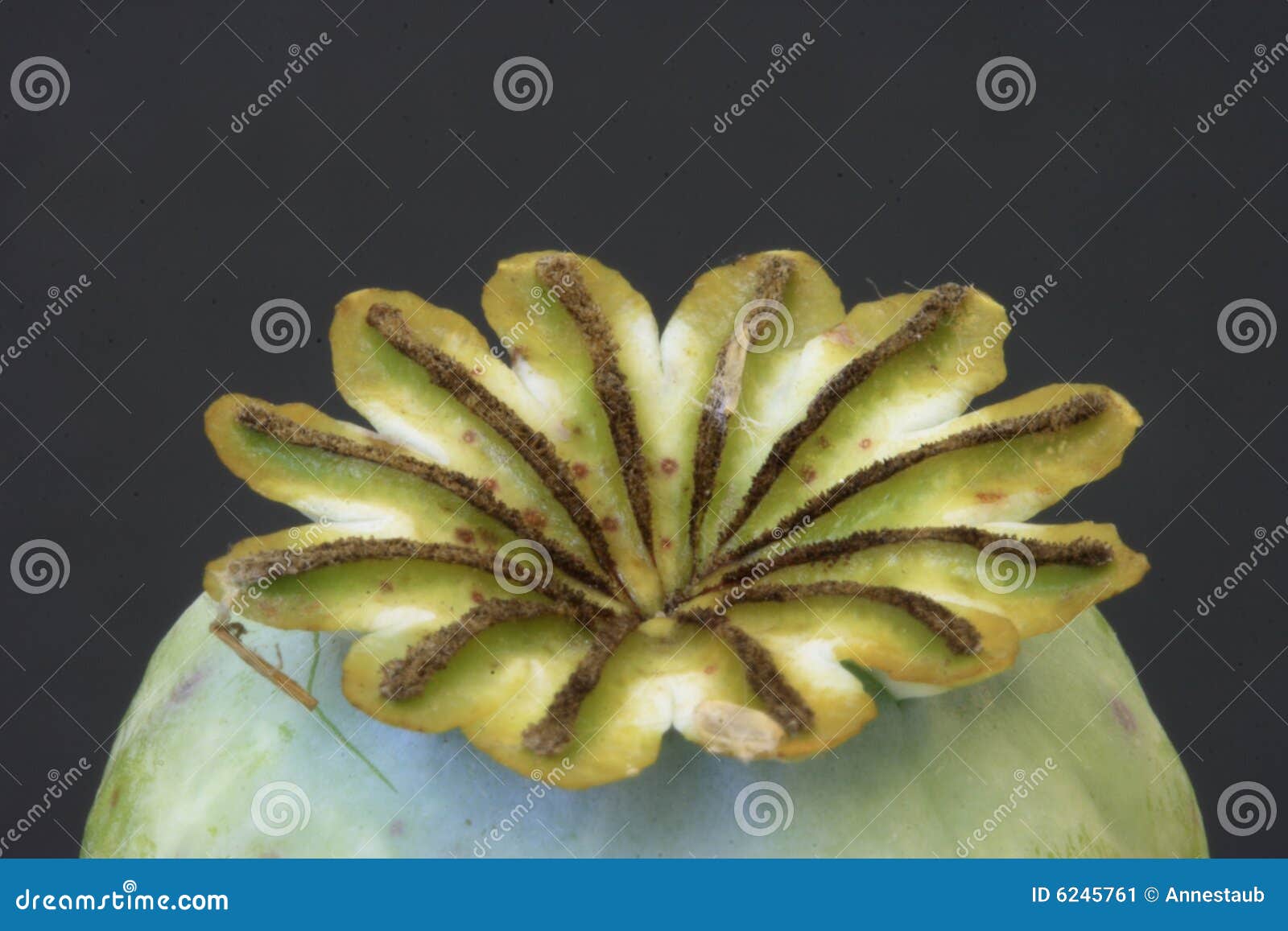 Poppy seed pod stock image. Image of poppy, seed, abstract - 6245761
