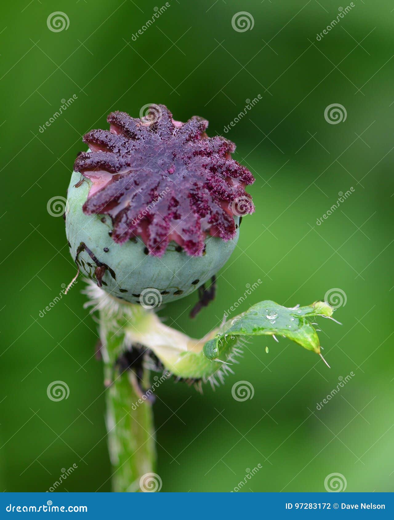 Poppy seed pod stock photo. Image of dispersal, rain - 97283172