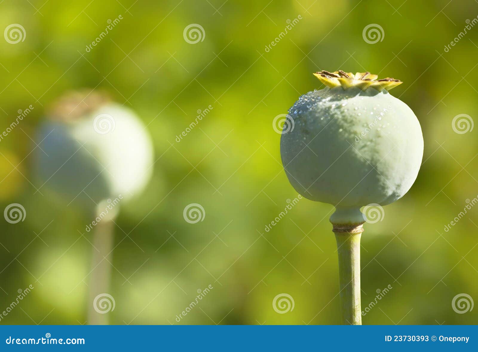 Poppy Seed Pods stock image. Image of medicine, poppy - 23730393