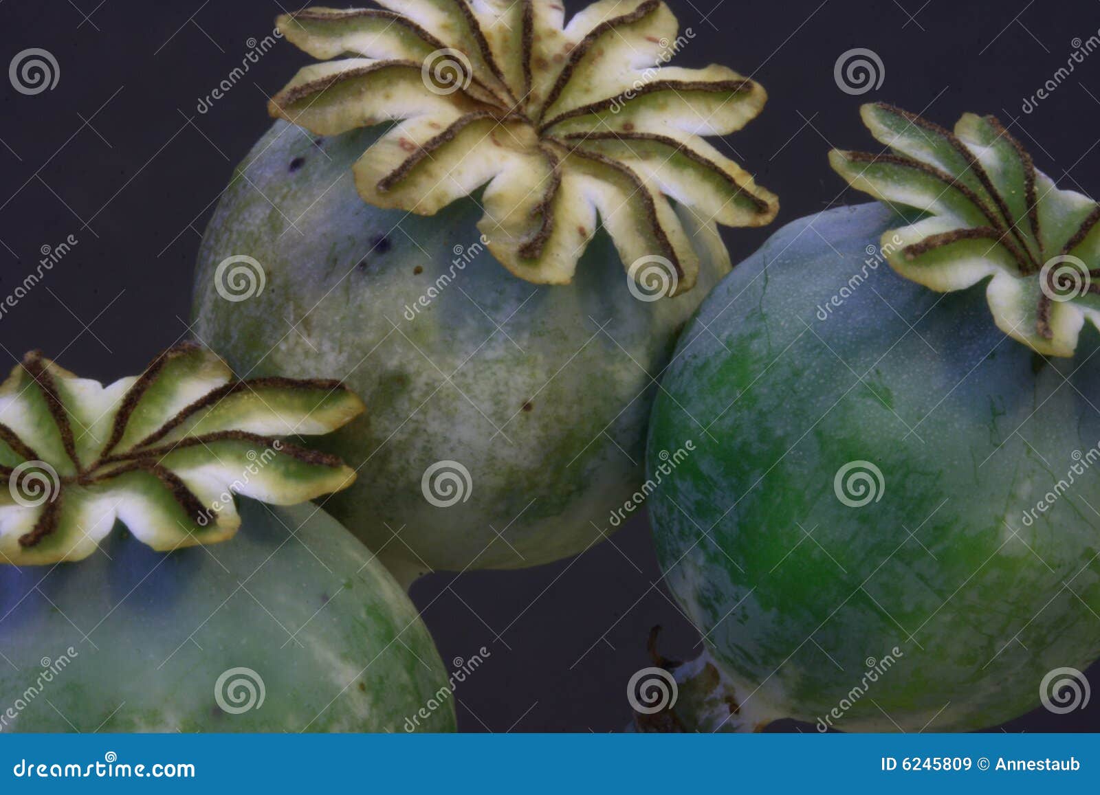 Seed Pods, Blackened By Fire, Have Burst Open. Royalty-Free Stock Photo ...