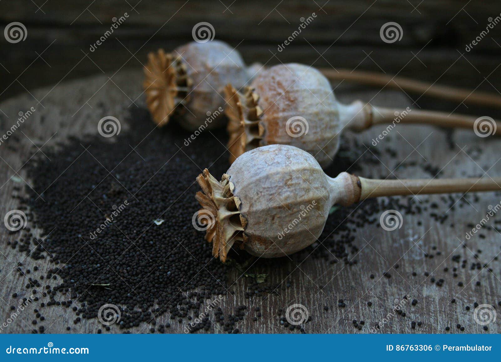 POPPY SEED PODS stock photo. Image of pods, openings - 86763306