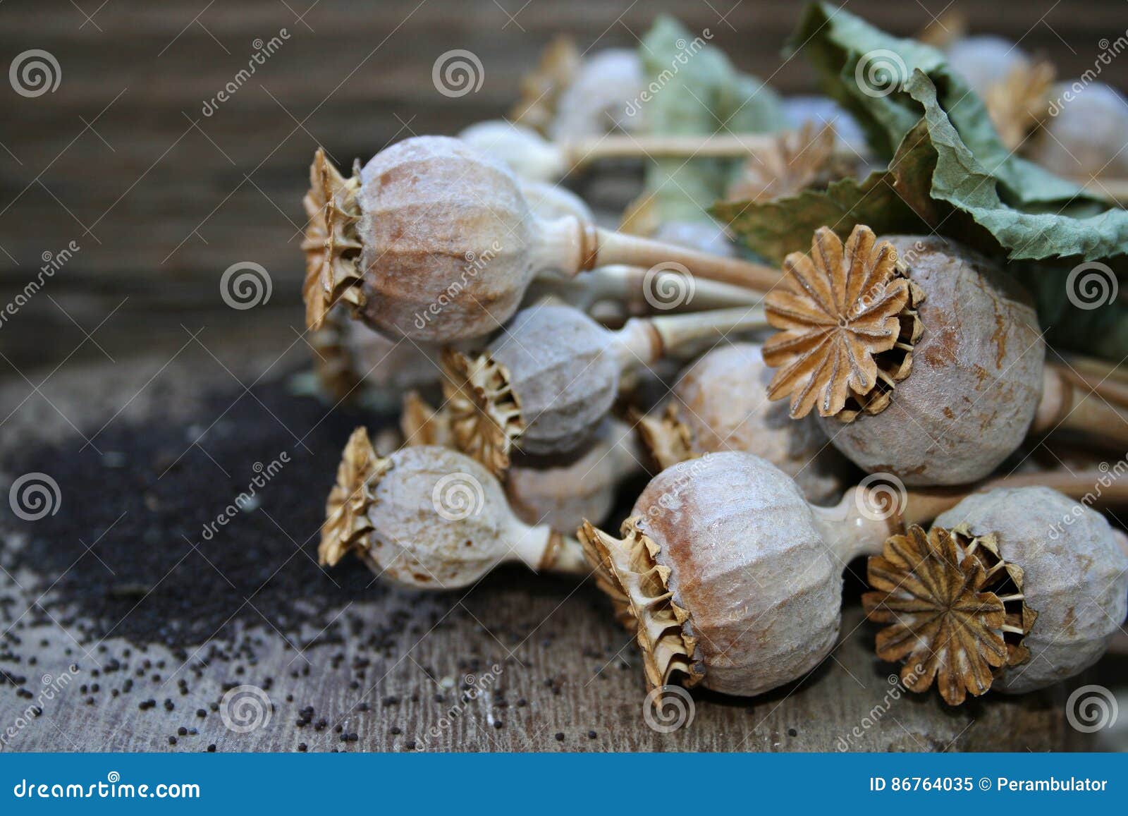 POPPY SEED PODS stock image. Image of earthy, openings - 86764035