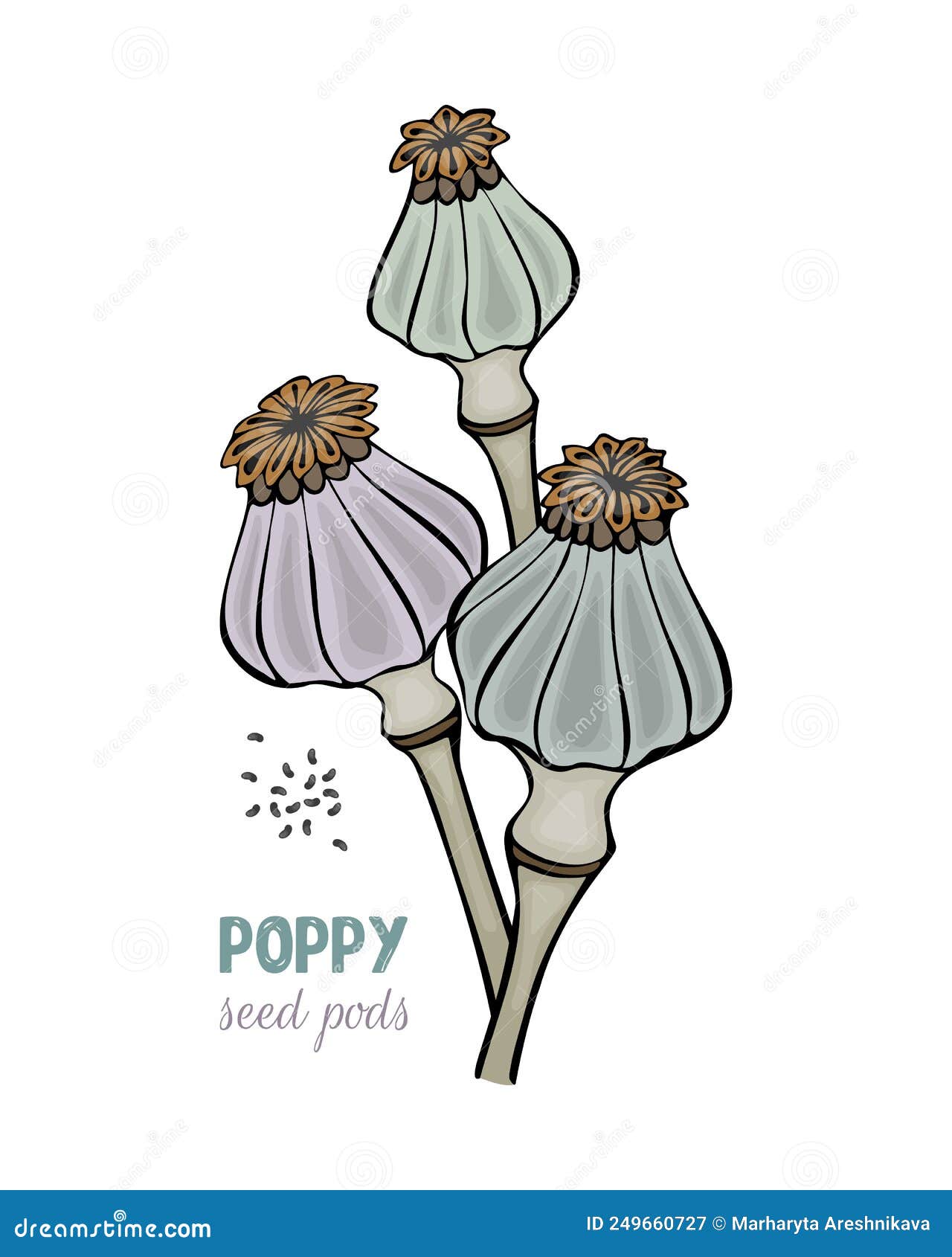 Poppy Seed Pods Hand Drawn Doodle, Isolated, White Background. Stock ...