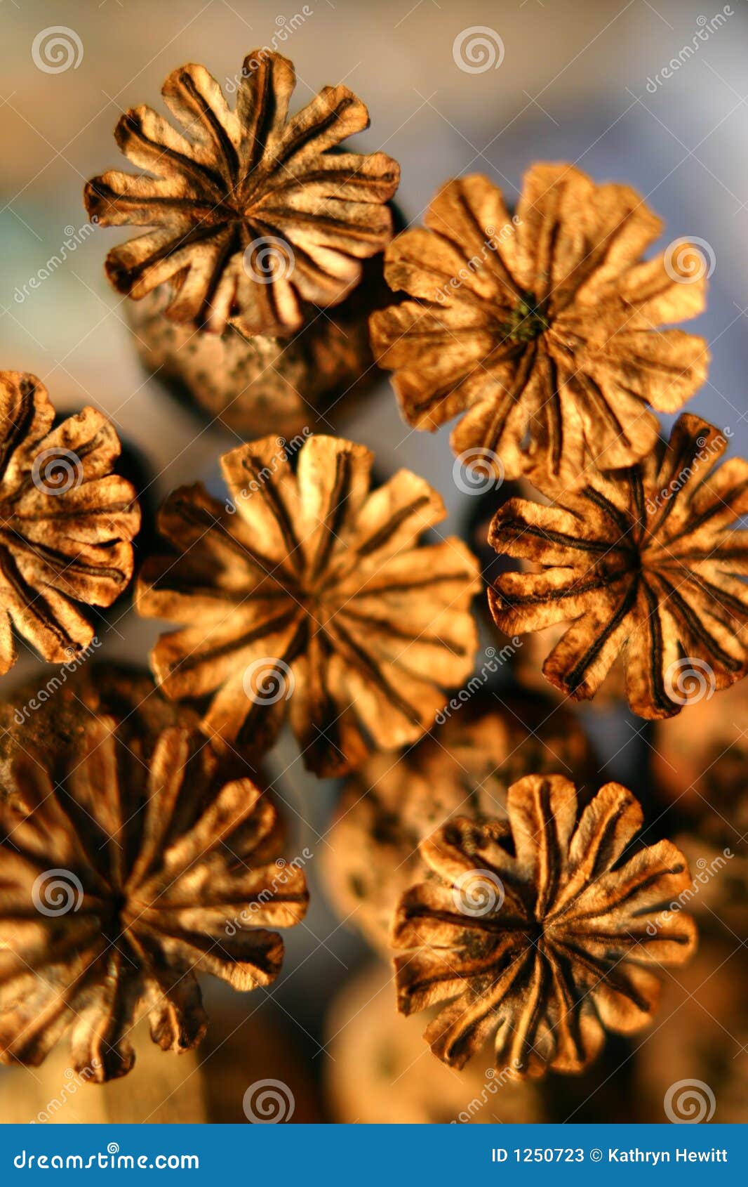 Poppy seedheads stock image. Image of texture, stalks - 1250723