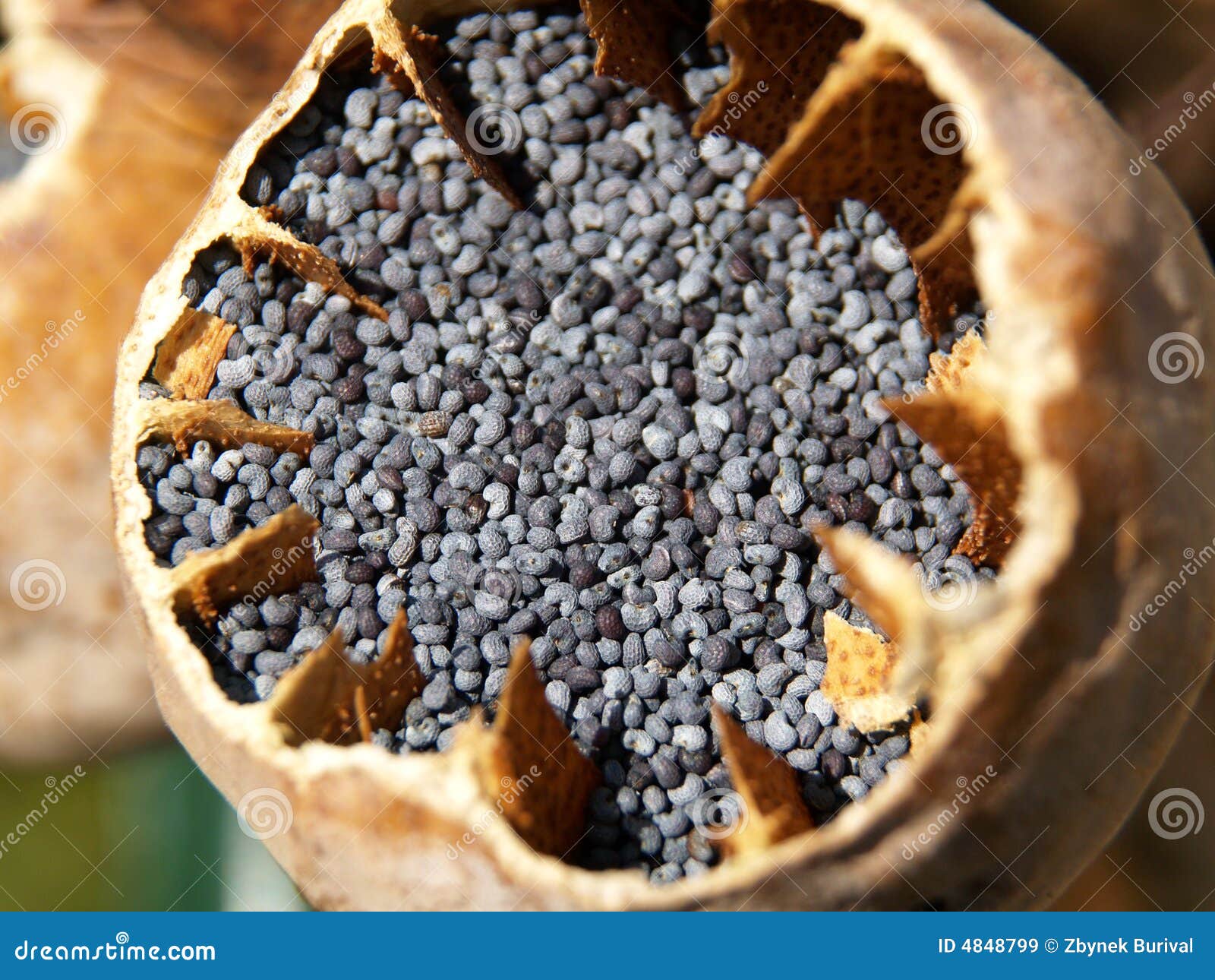 Poppy seeds stock image. Image of morphine, detail, codeine - 4848799