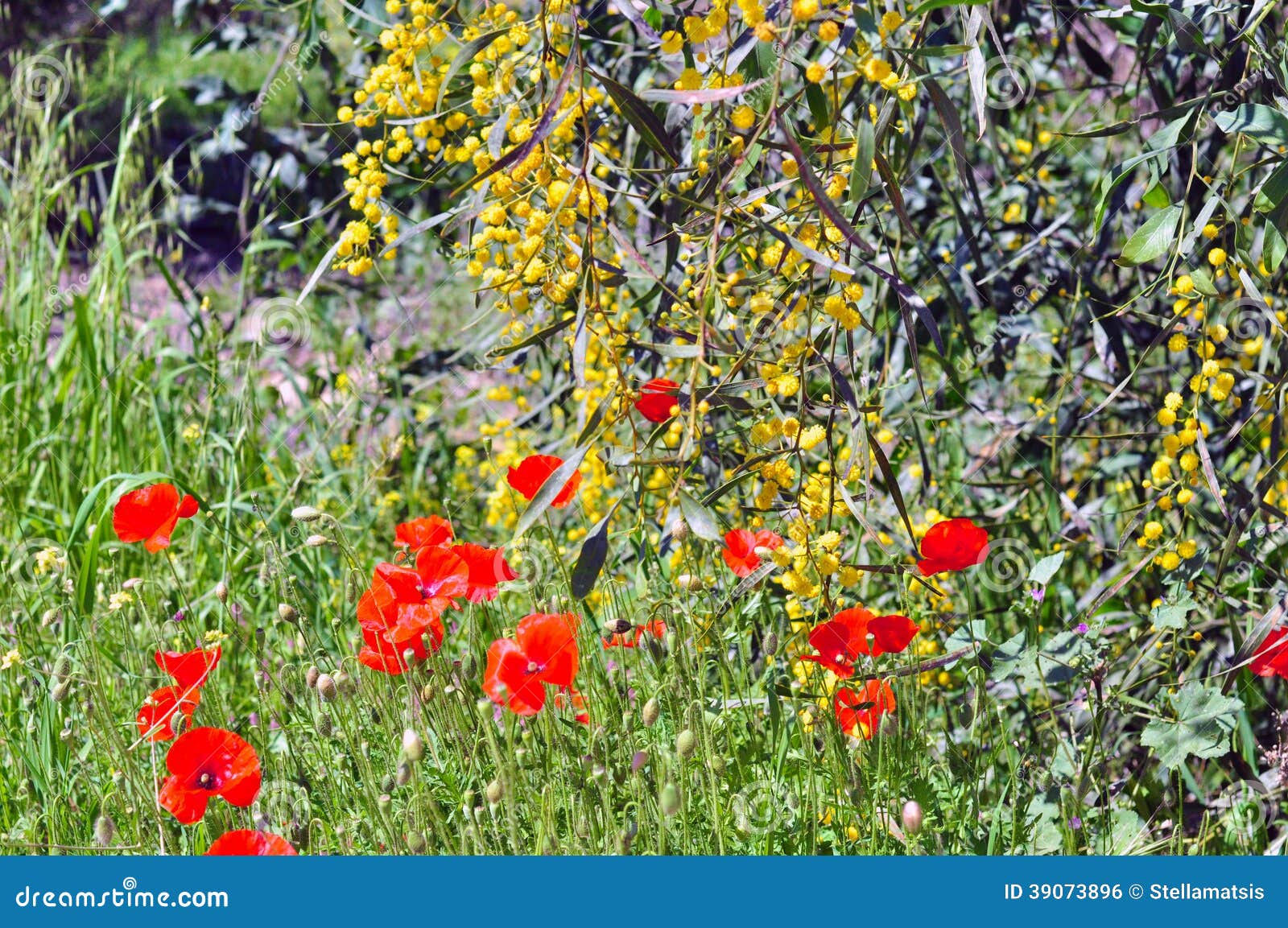 Poppy seeds stock photo. Image of wild, seeds, meadow - 39073896