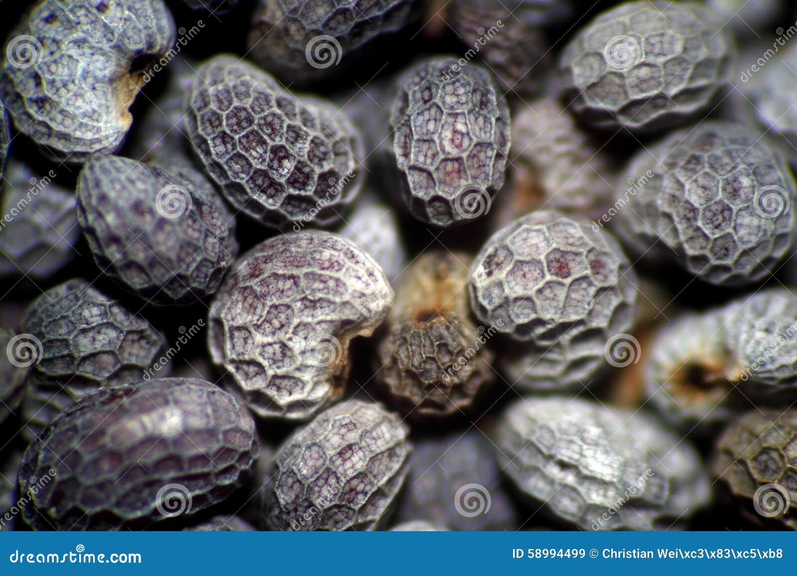 Poppy seeds stock image. Image of food, seasons, agrarian - 58994499