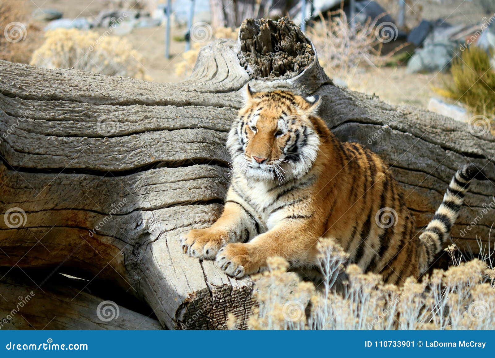 Poppy showing her paws stock image. Image of tail, stripes - 110733901