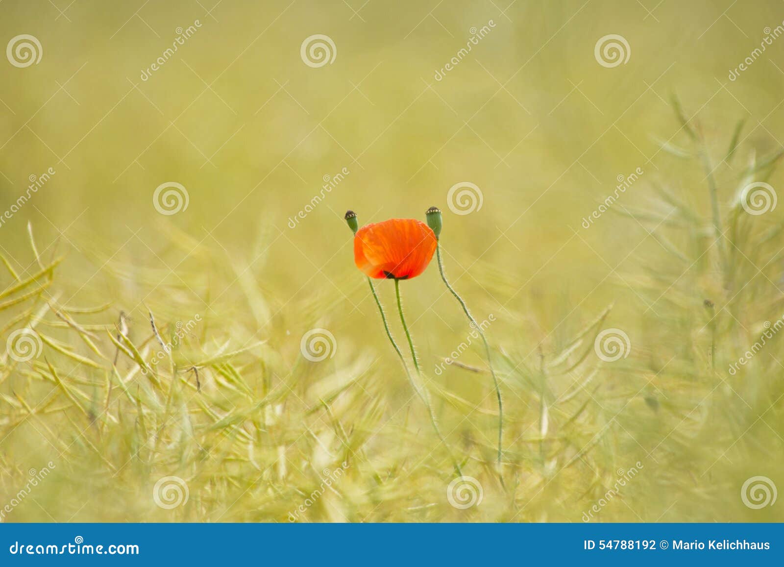 Poppy stock photo. Image of cornflower, poppy, country - 54788192