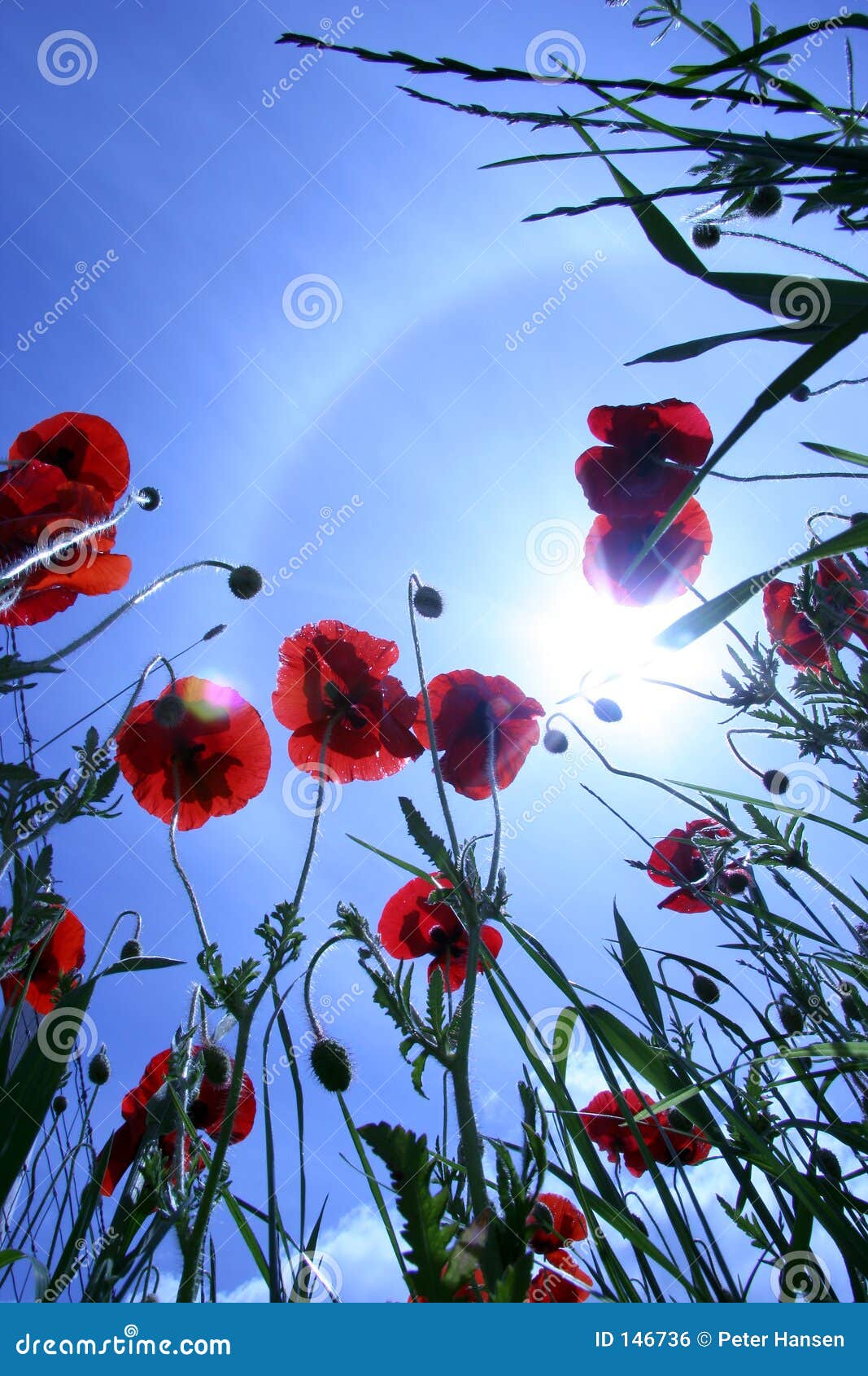 Poppy and sky stock photo. Image of papaver, colourfull - 146736