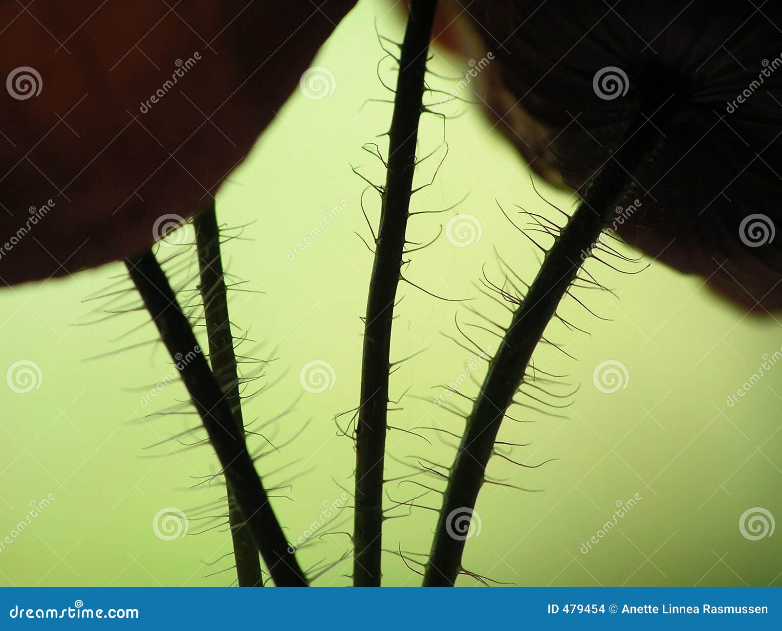 Poppy stalk stock photo. Image of grow, green, flower, blooming - 479454