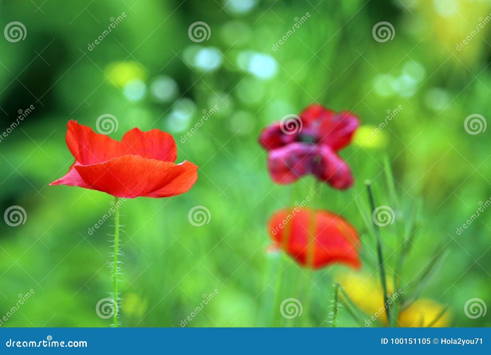 Poppy star stock image. Image of green, field, bokeh - 100151105