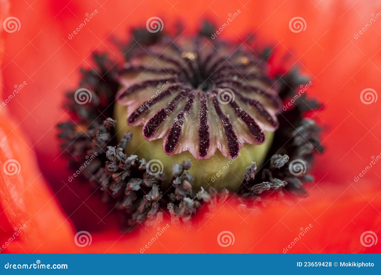 Poppy Stigma Disk stock photo. Image of stigma, poppy - 23659428