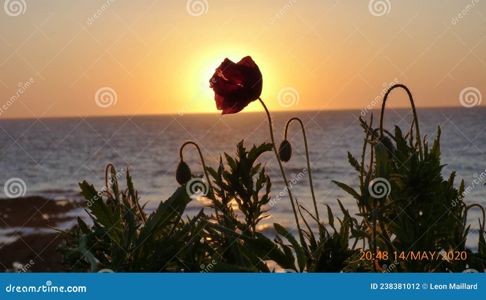 Poppy in the sunset stock photo. Image of sunlight, yellow - 238381012