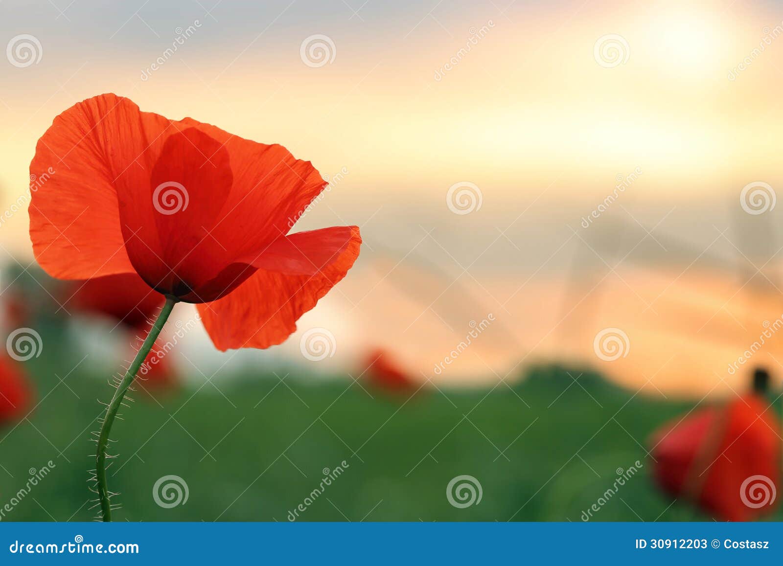Poppy Field For Anzac Background. Remembrance Day. Red Poppies Poster ...