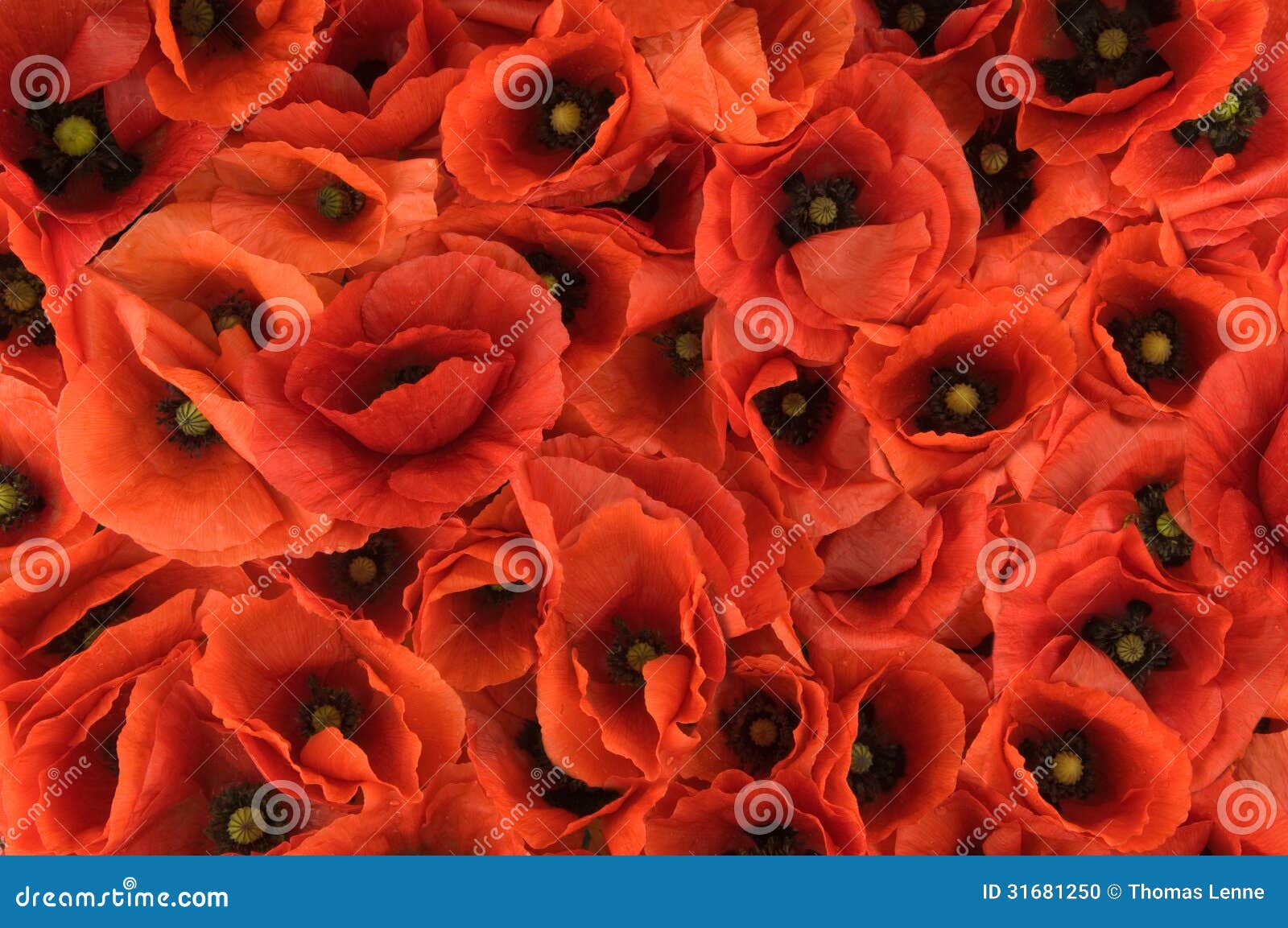 Poppy texture stock photo. Image of background, detail - 31681250