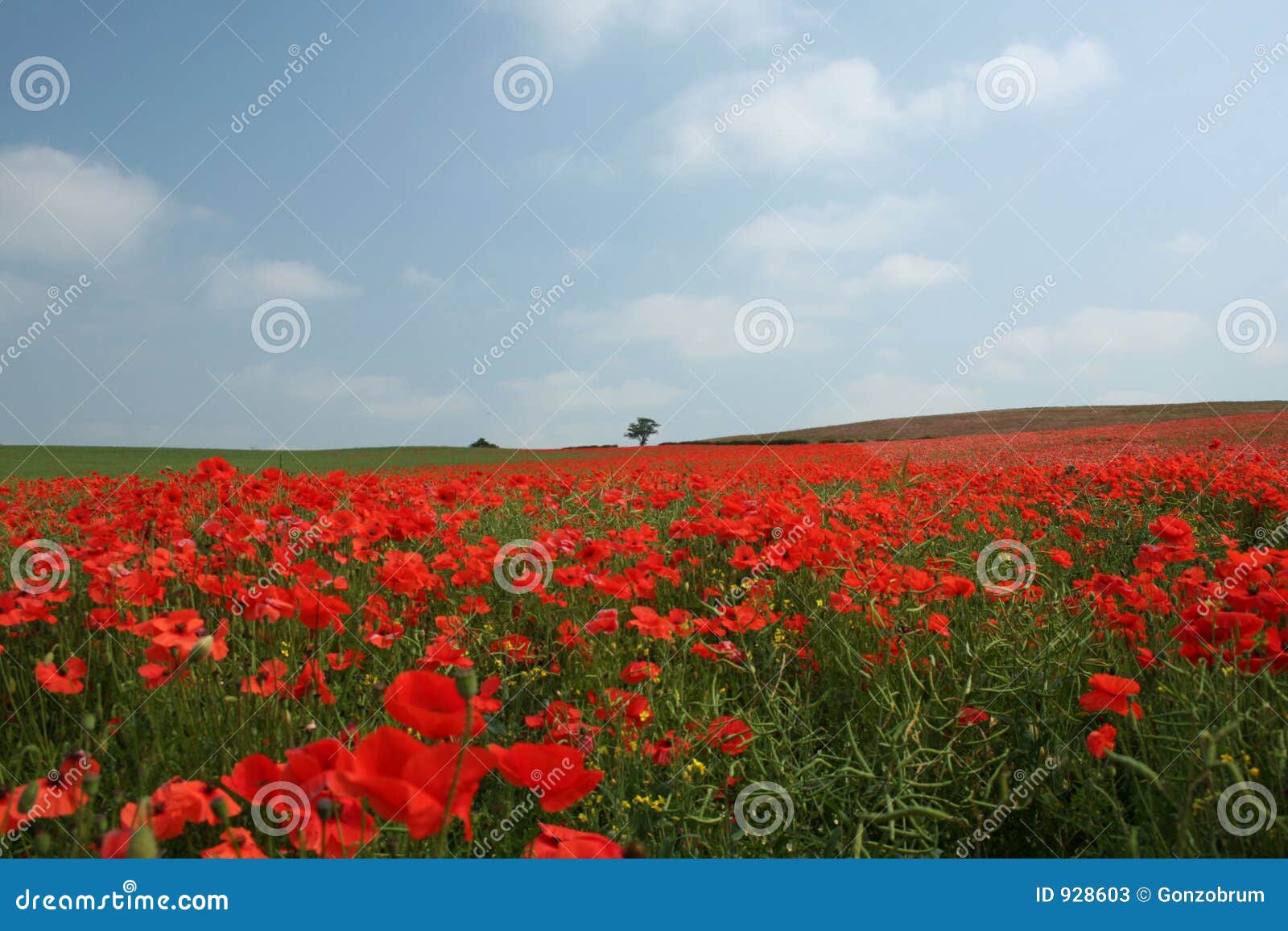 Poppy theme stock image. Image of blossom, fresh, fragile - 928603