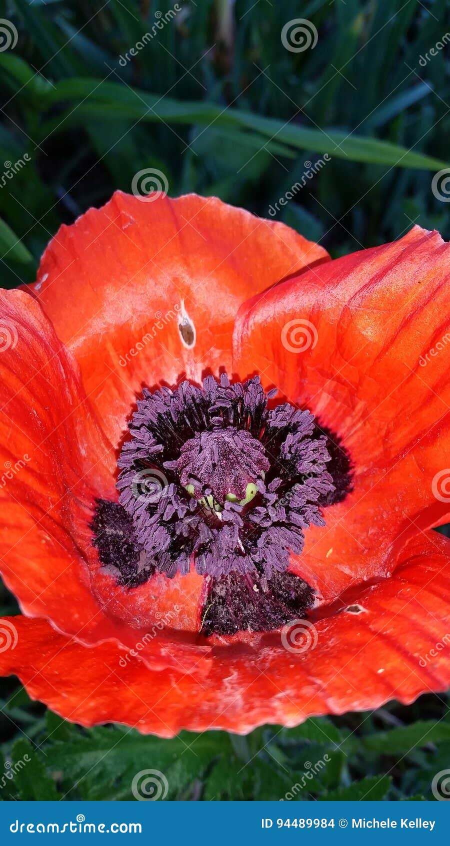 Close Up Poppy Flower Royalty-Free Stock Photo | CartoonDealer.com ...