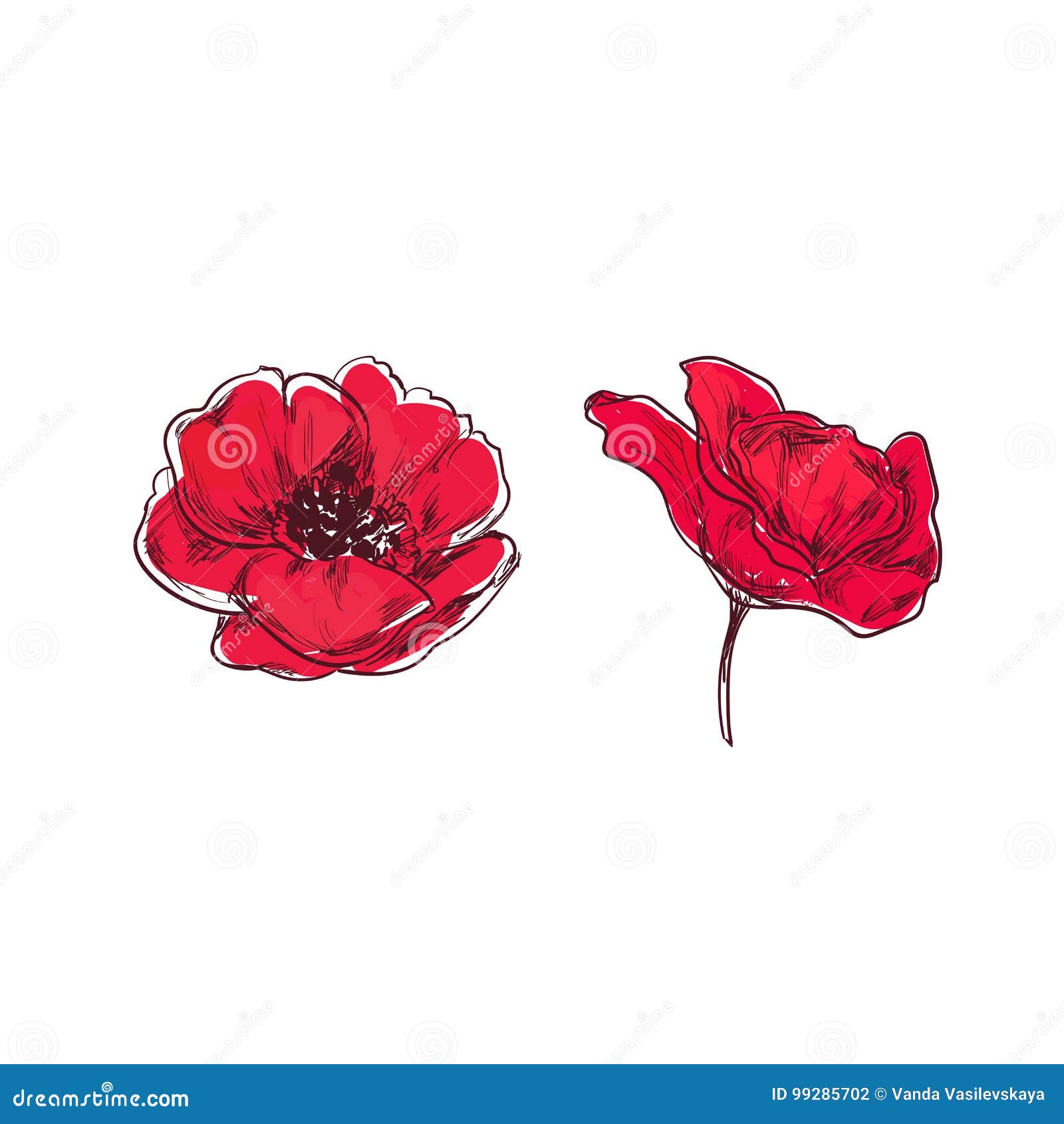Poppy. Vector Hand Drawn. Cartoon Style | CartoonDealer.com #99285702
