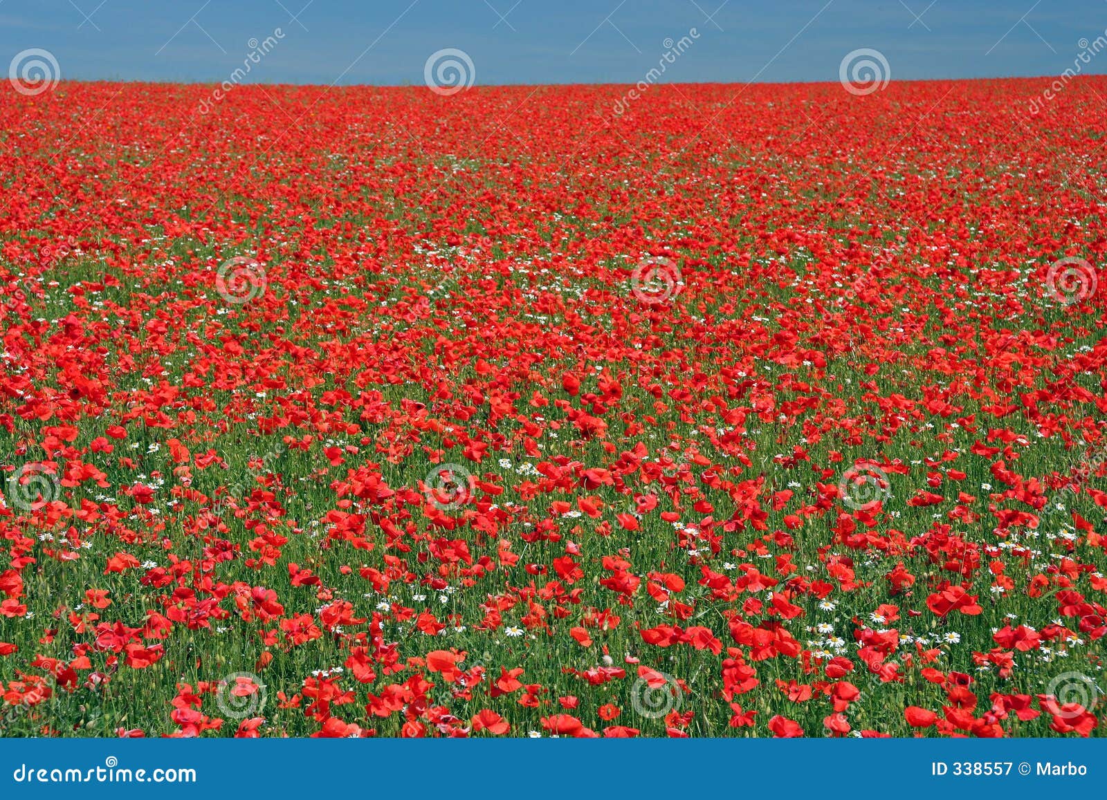 Poppy view. stock image. Image of rhoeas, contrast, colour - 338557
