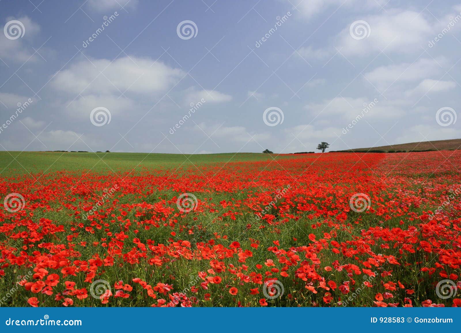 The Poppy View stock image. Image of clear, farm, field - 928583
