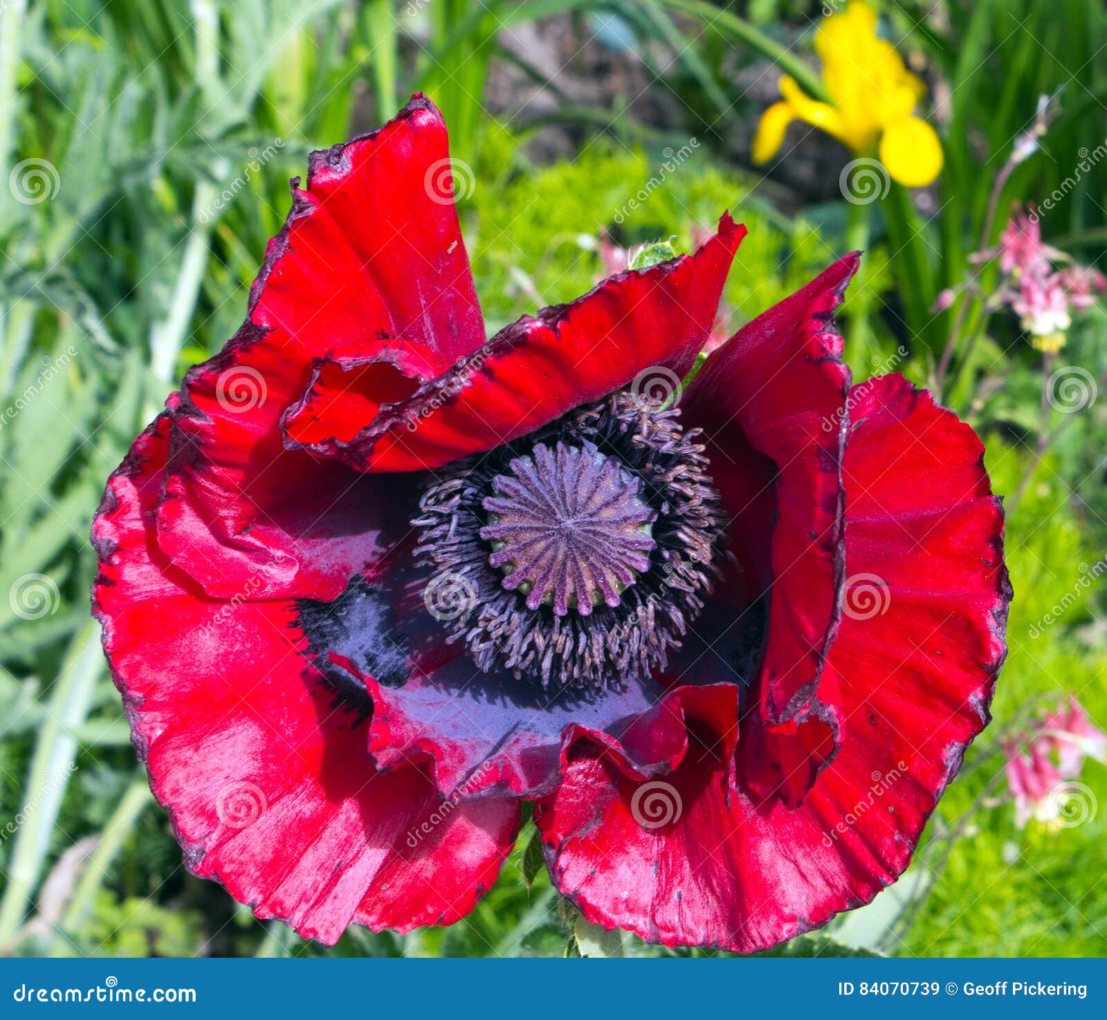 Poppy stock image. Image of flower, bloom, petal, nursery - 84070739
