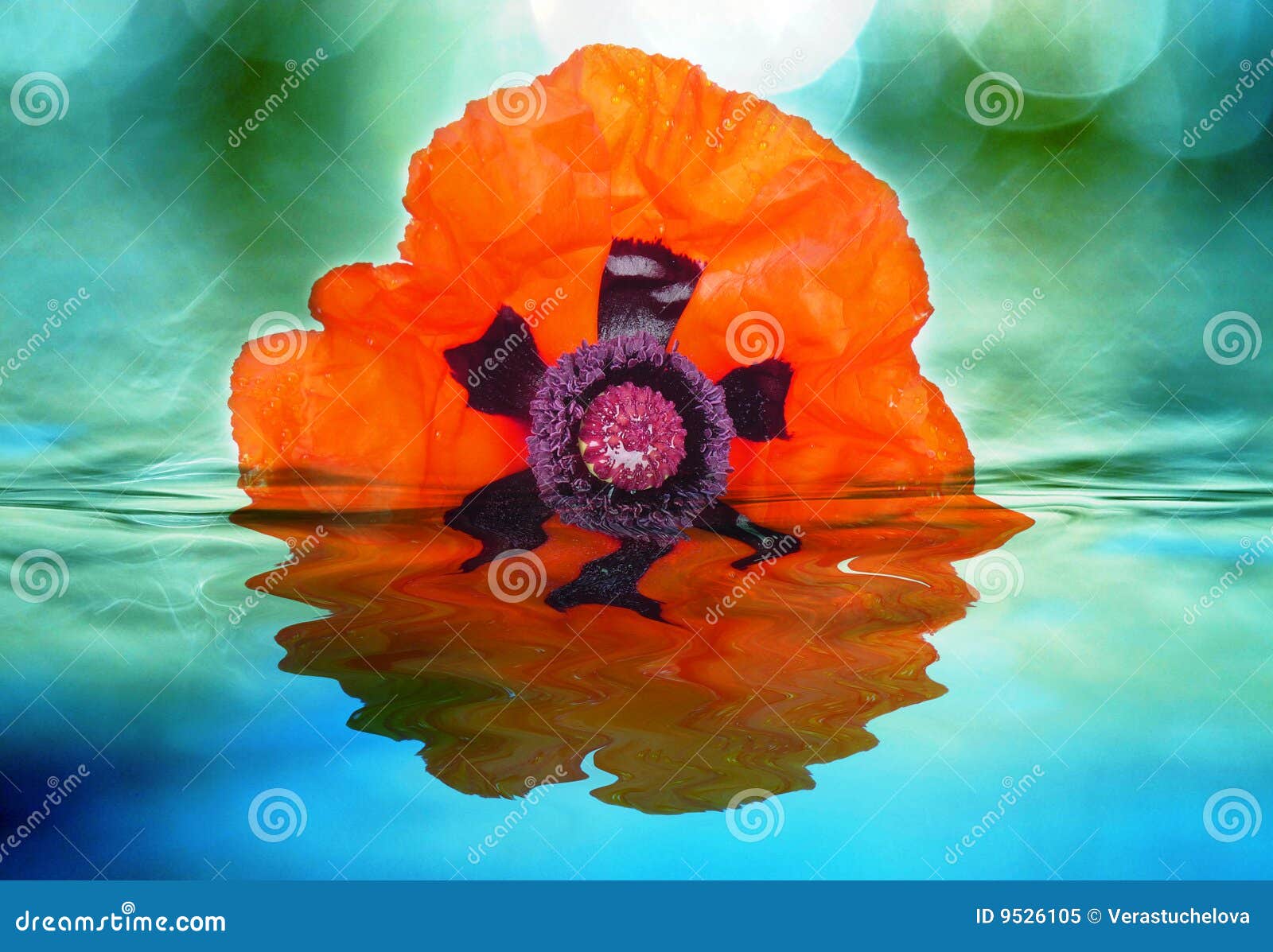 Poppy in water stock image. Image of finest, mirage, artistic - 9526105