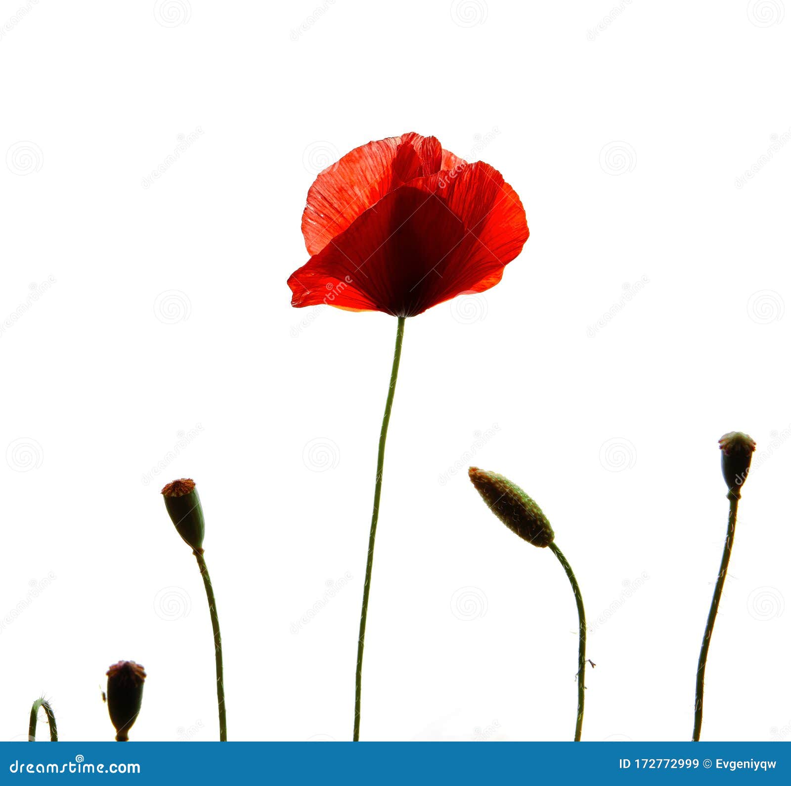 Poppy on white background stock image. Image of decorative - 172772999