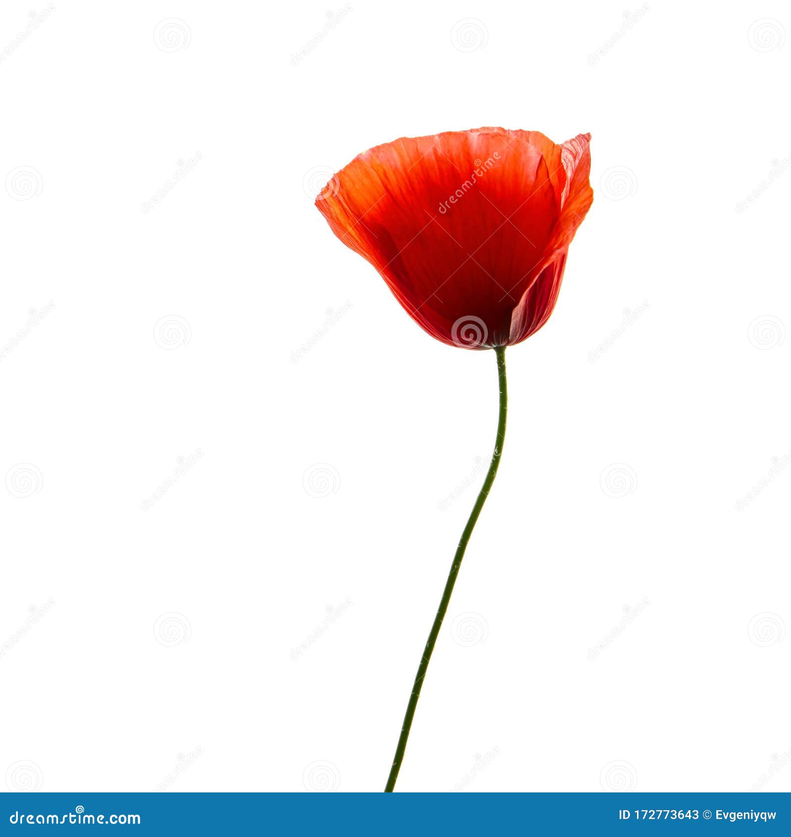 Poppy on white background stock image. Image of poppy - 172773643