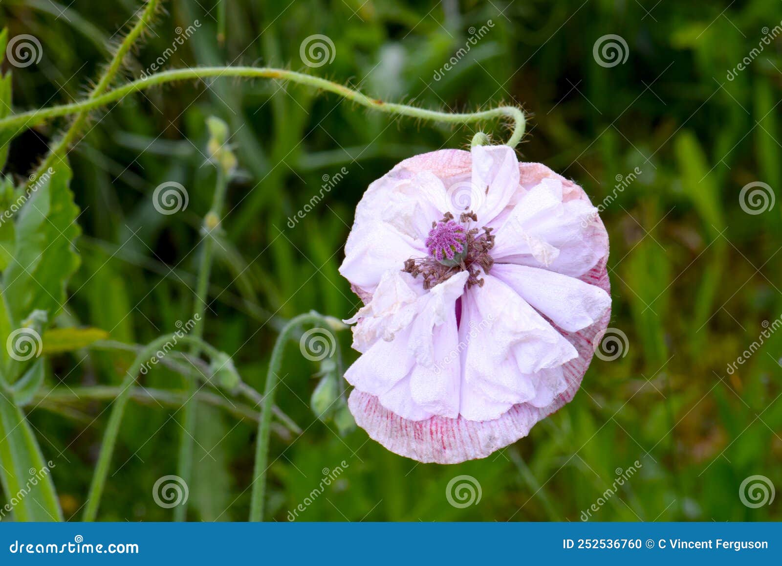 Withered Poppy White Mandala Stock Photo - Image of white, poppies ...