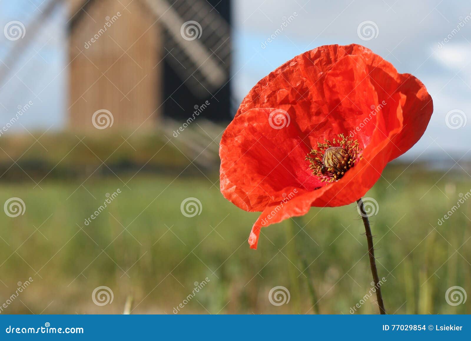 The poppy and windmill stock photo. Image of building - 77029854