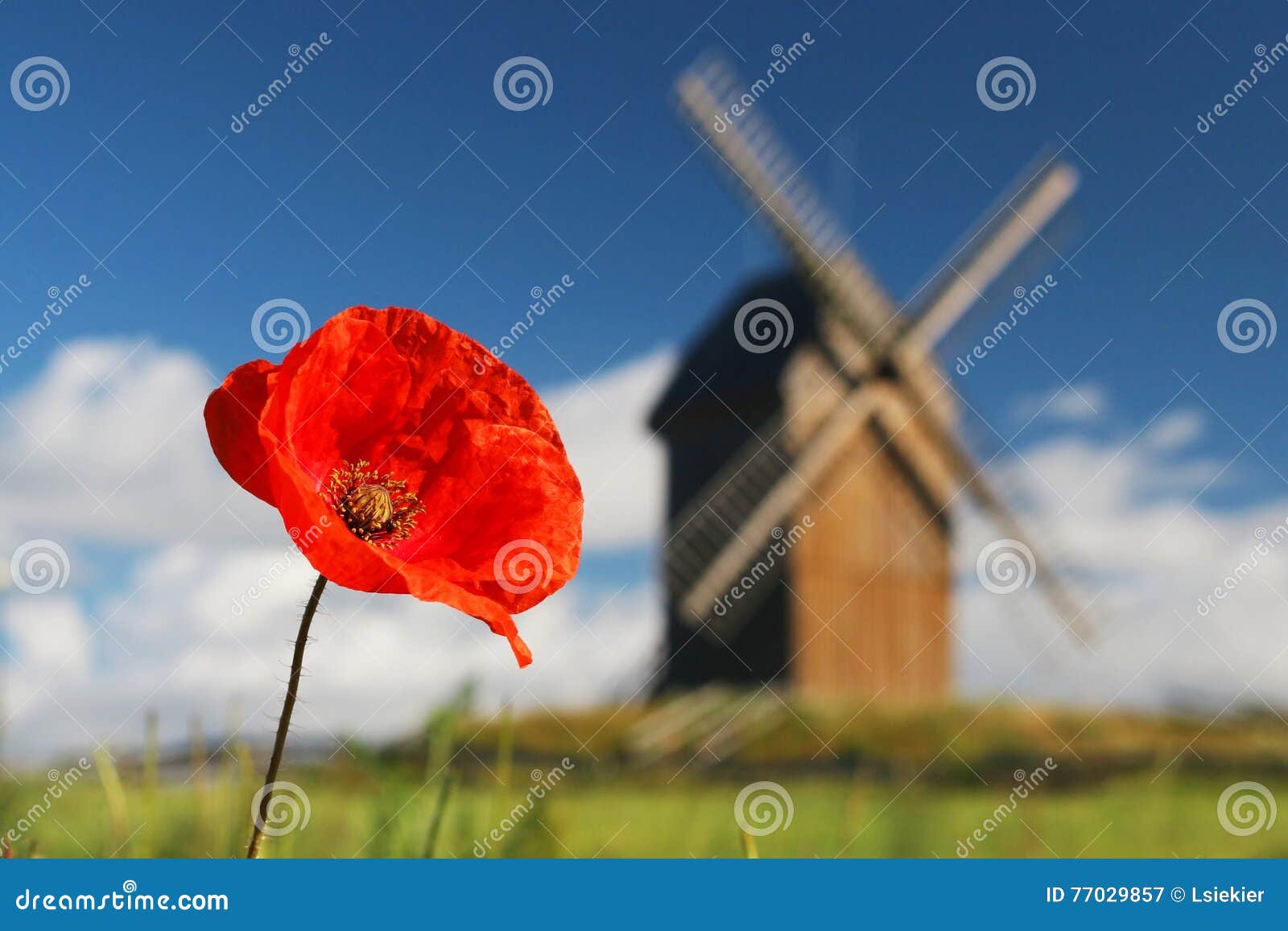 The poppy and windmill stock image. Image of meadow, closeup - 77029857
