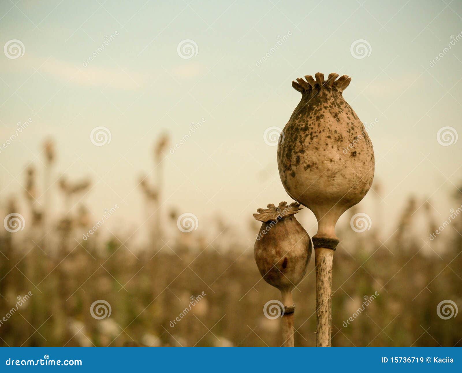 Poppyhead stock image. Image of bead, farm, head, country - 15736719