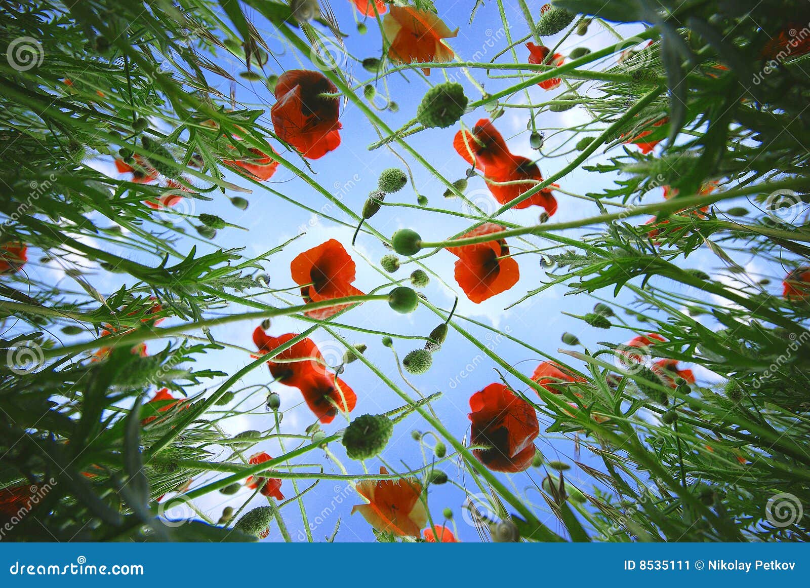 Poppys stock image. Image of grow, happy, colorfull, fresh - 8535111