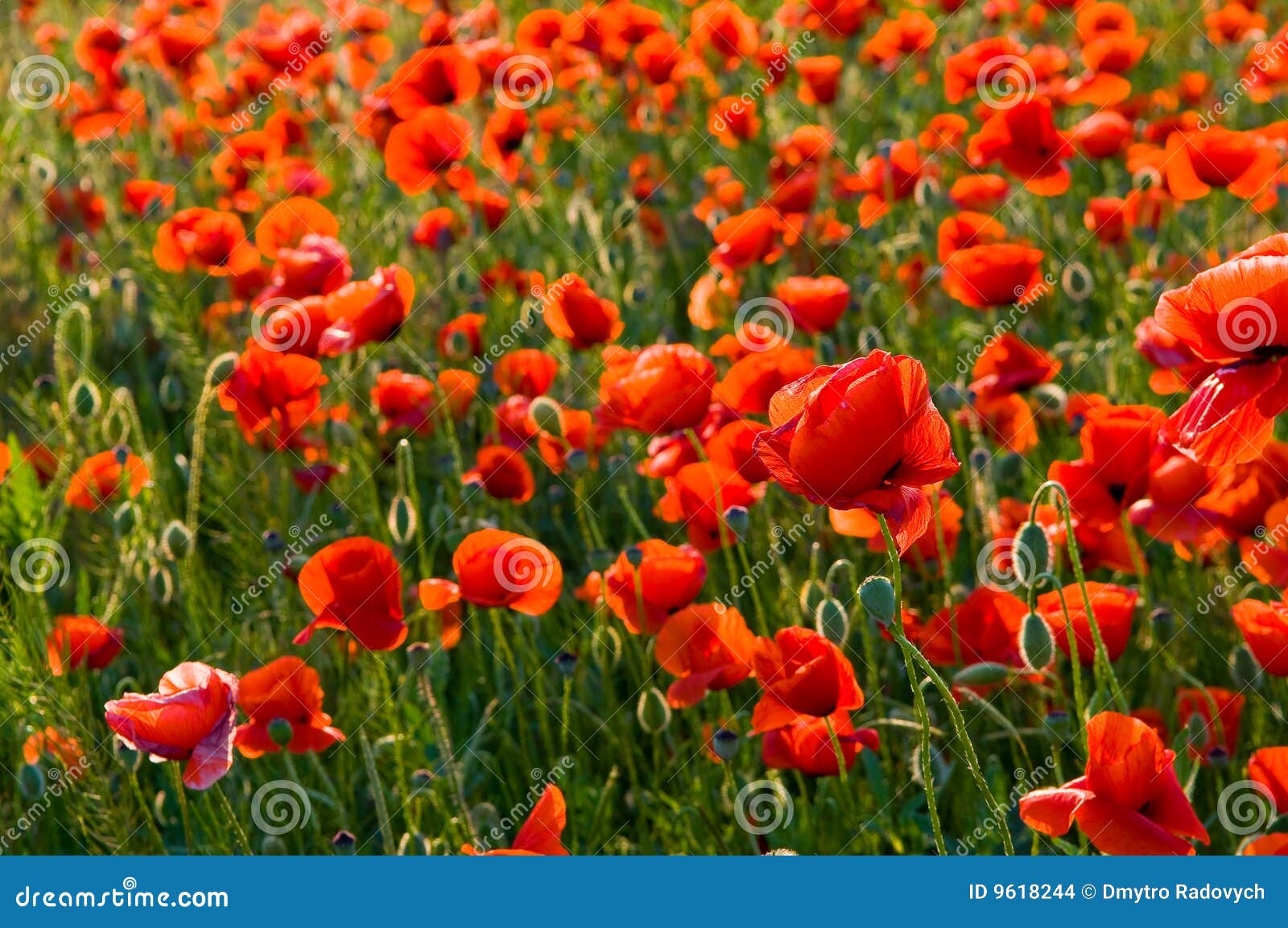 Poppys Stock Images - Image: 9618244