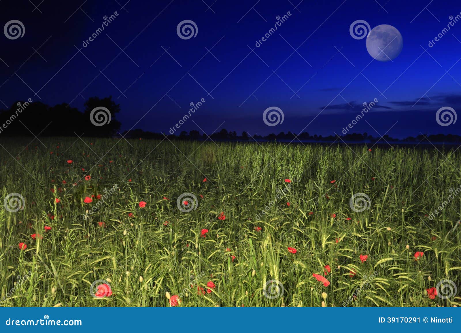 Poppys stock image. Image of spring, night, planets, dark - 39170291
