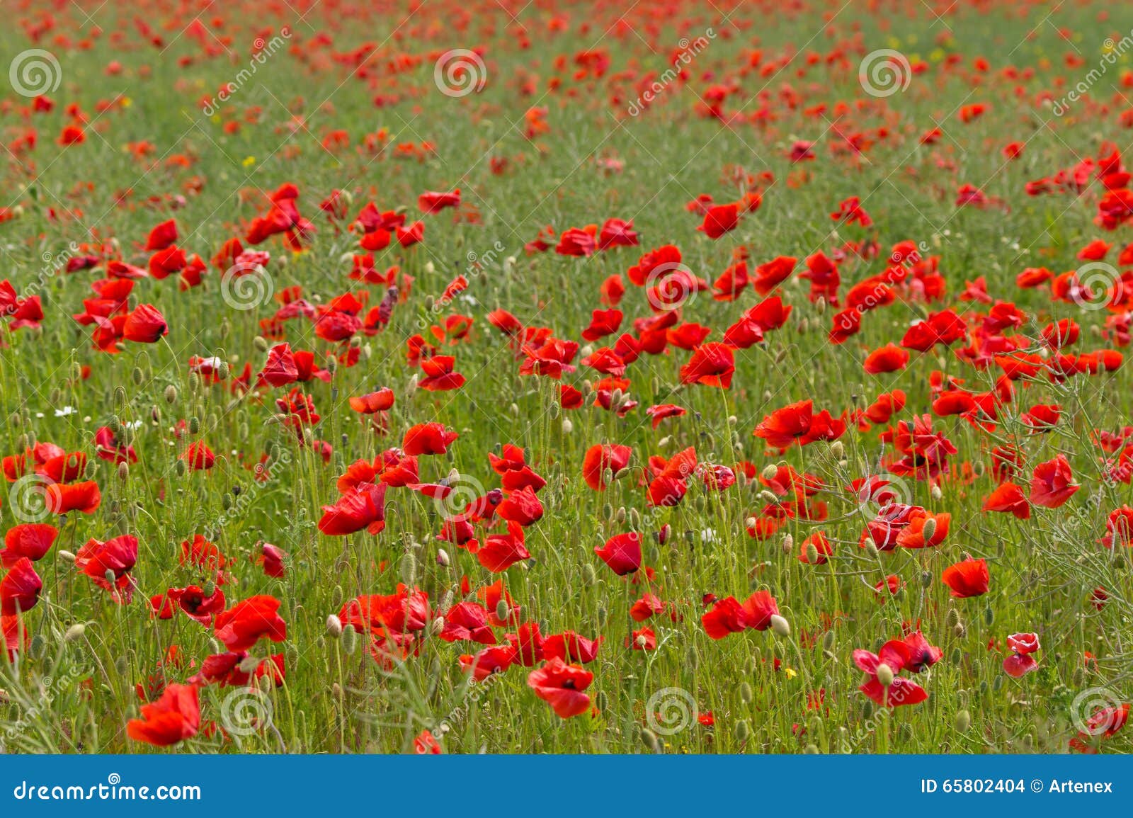 Poppys stock photo. Image of color, close, bloom, blossom - 65802404