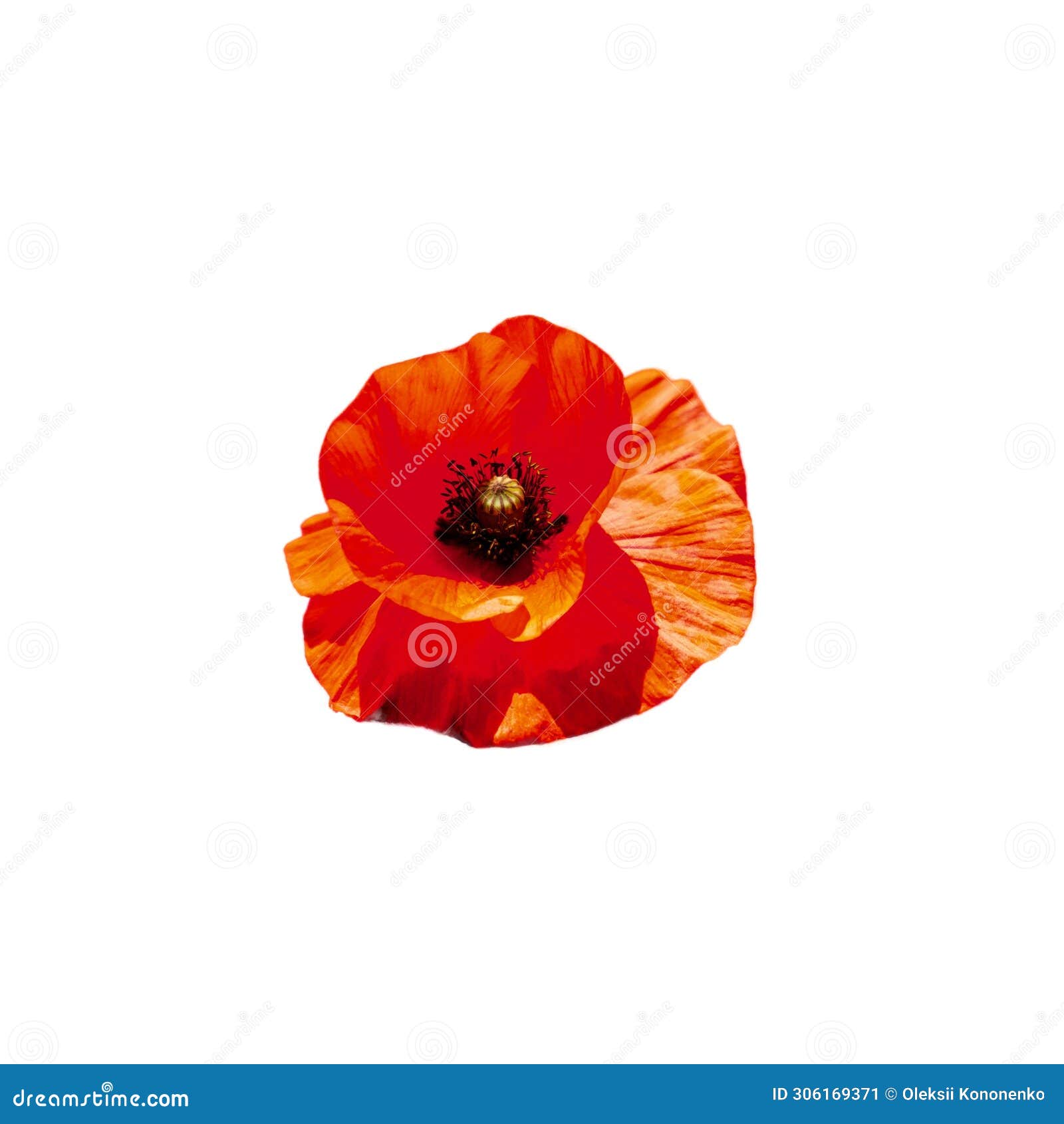 The Poppys Petals are Translucent, with Visible Veins Stock Image ...