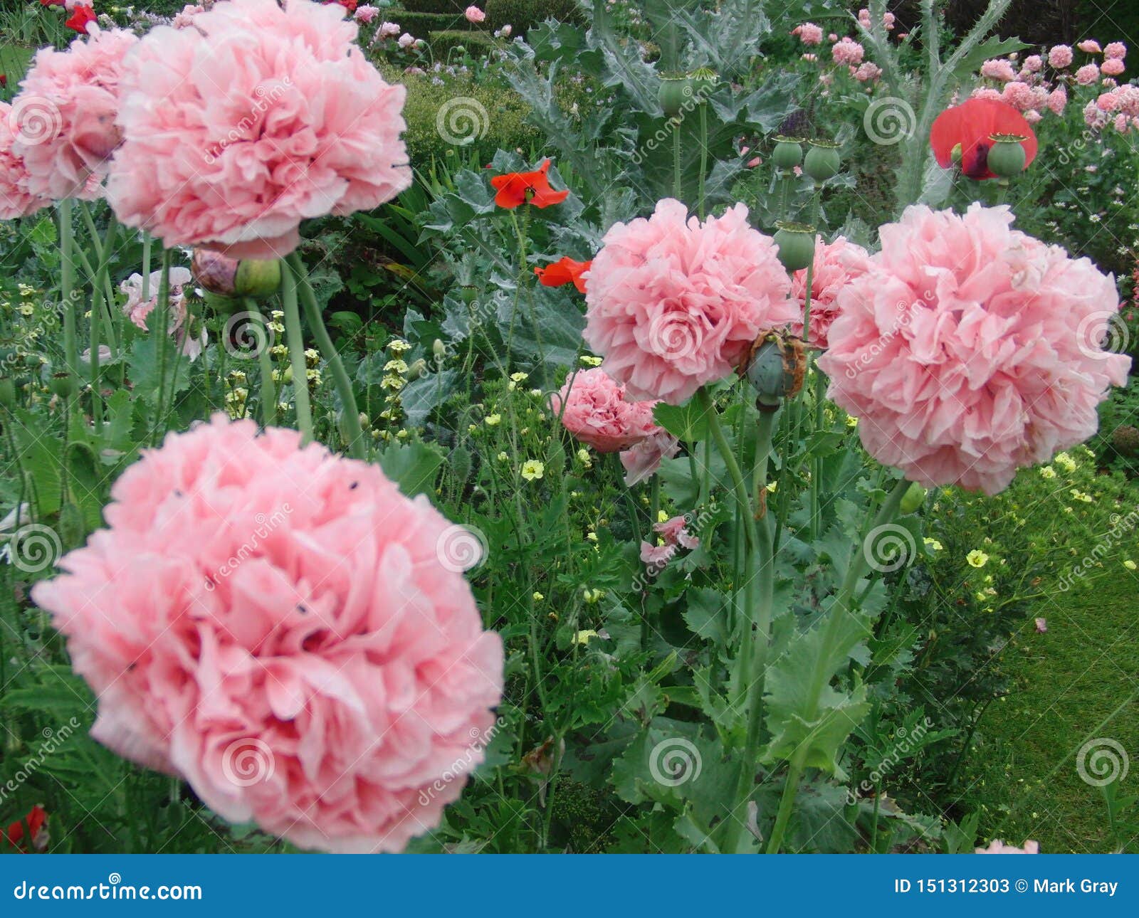 Poppys rose image stock. Image du fleurs, jardin, pavot - 151312303