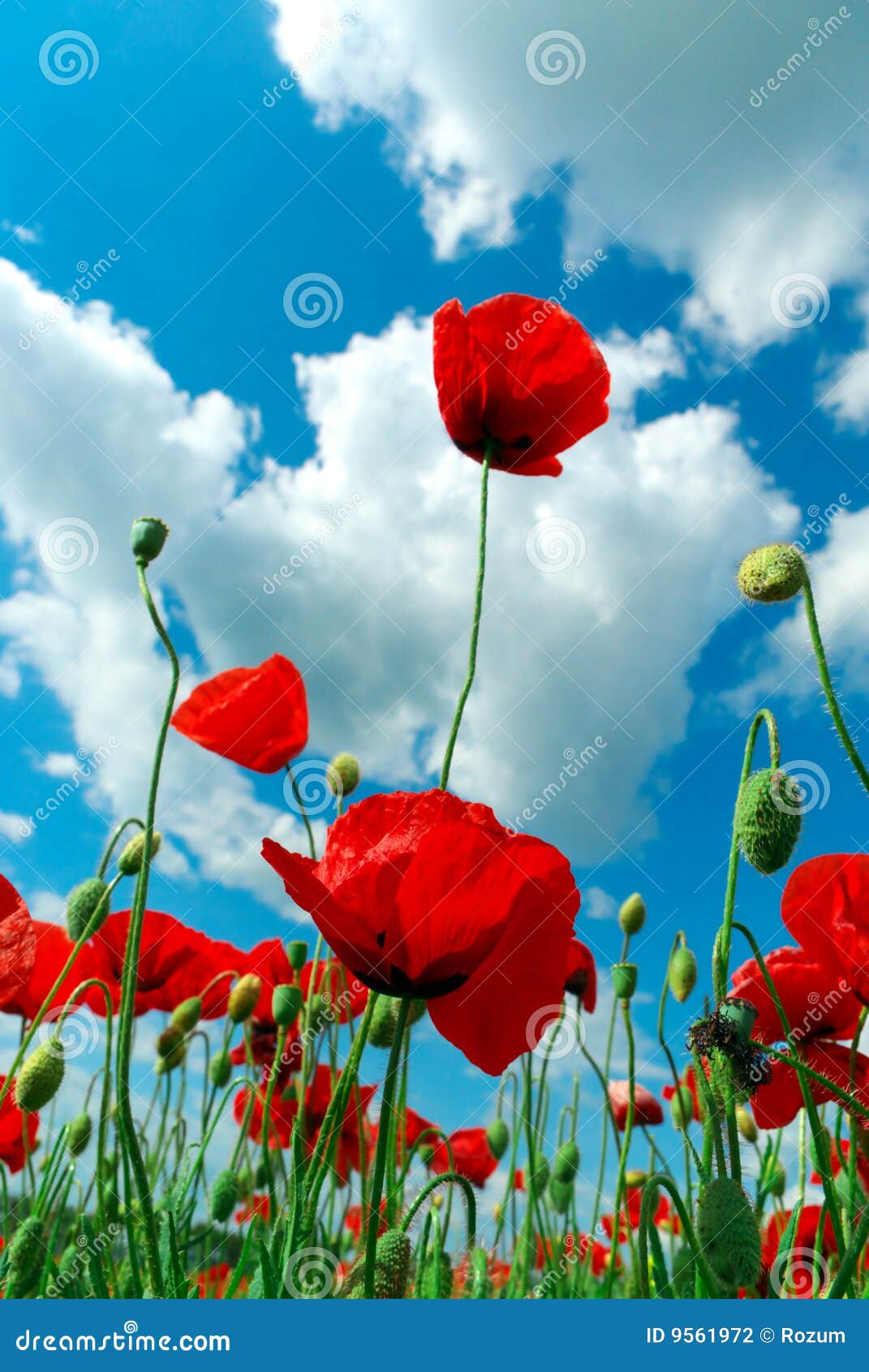 Poppys and sky stock photo. Image of field, flower, garden - 9561972