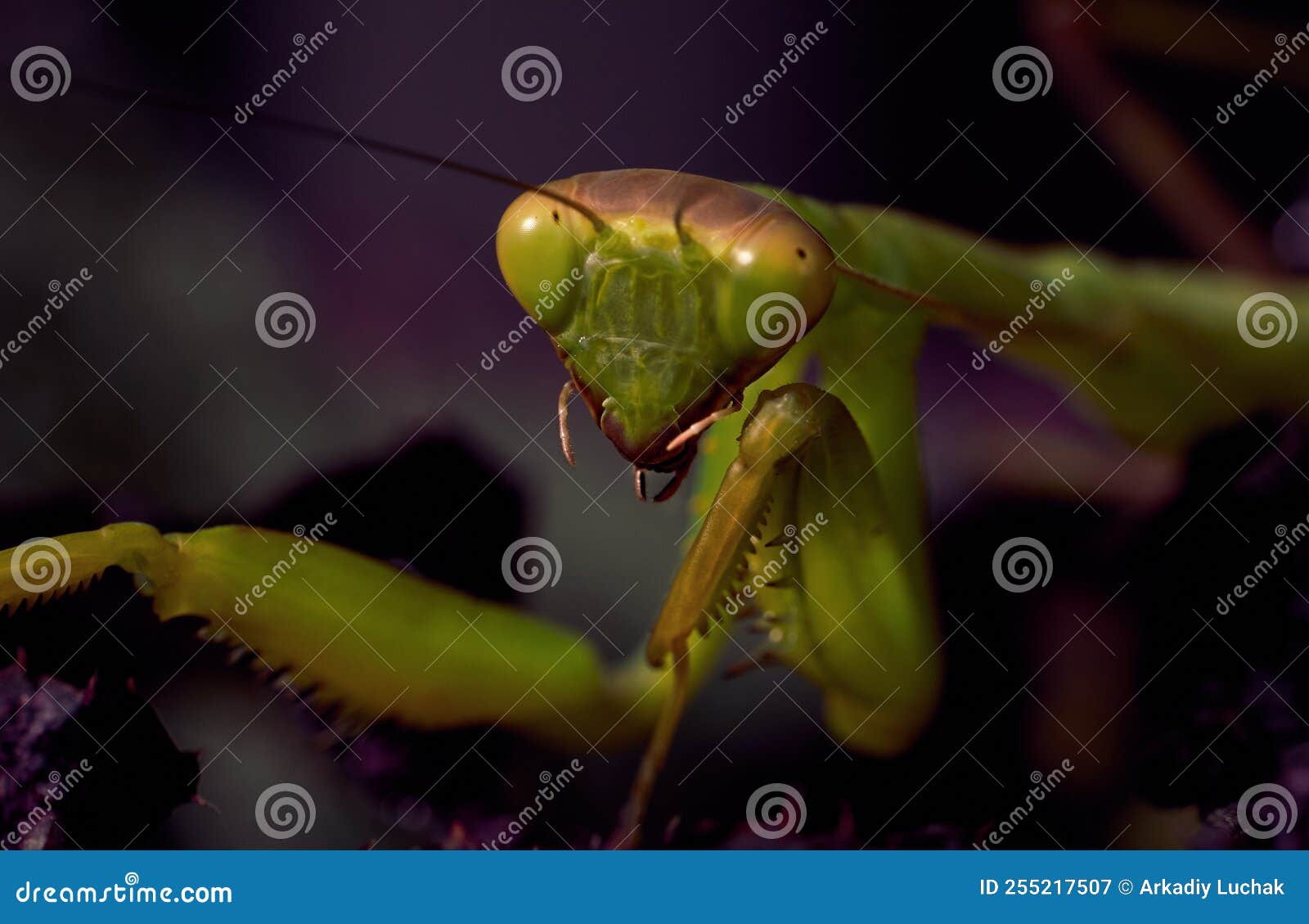 Portrait Large Green Praying Mantis on a Lilac Dark Background Stock ...