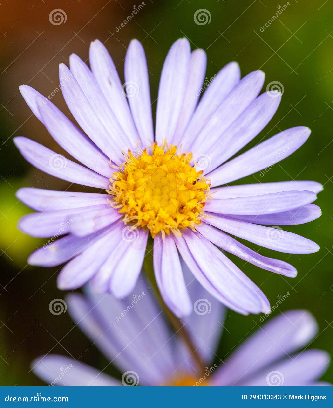 Popular Flower the Pretty Daisy Stock Image - Image of herb, meadow ...