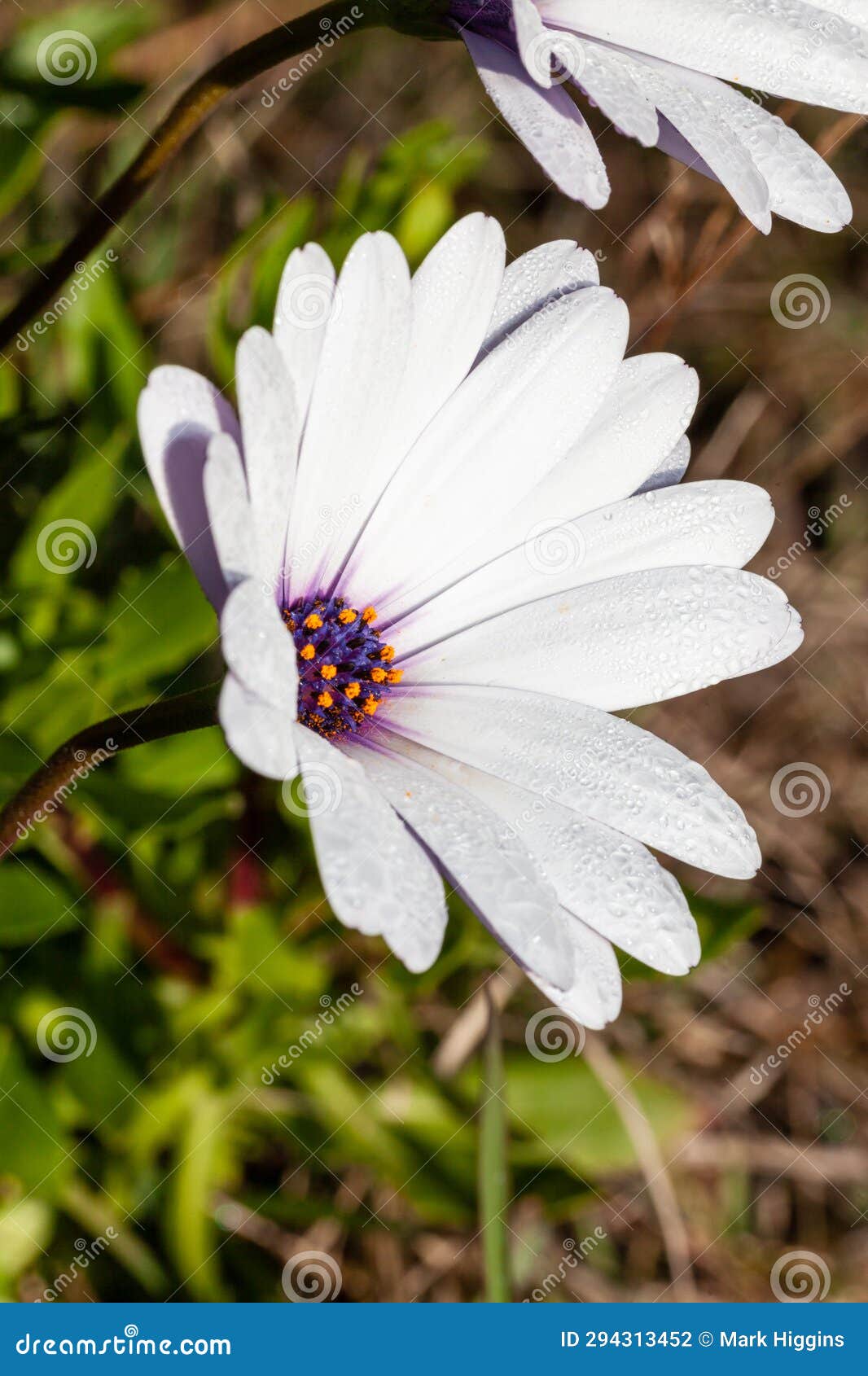 Popular Flower the Pretty Daisy Stock Photo - Image of grass, botany ...