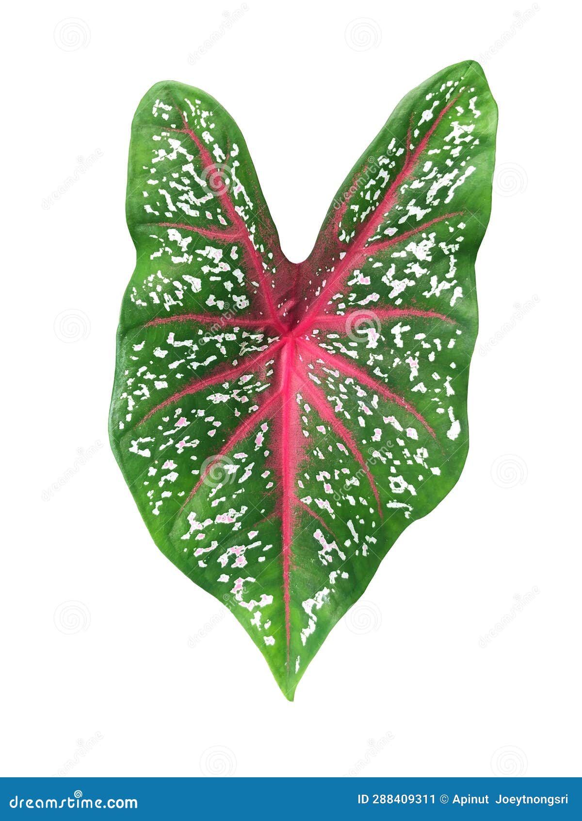 Caladium Bicolor Leaf Isolate on White Background Stock Image - Image ...