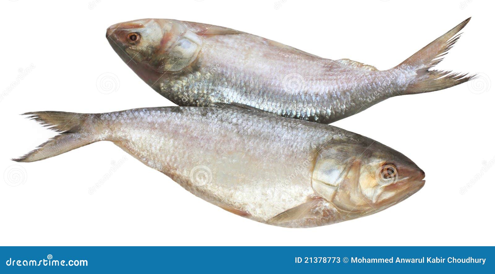 Popular Ilish Fish of Southeast Asia Stock Image - Image of diets ...