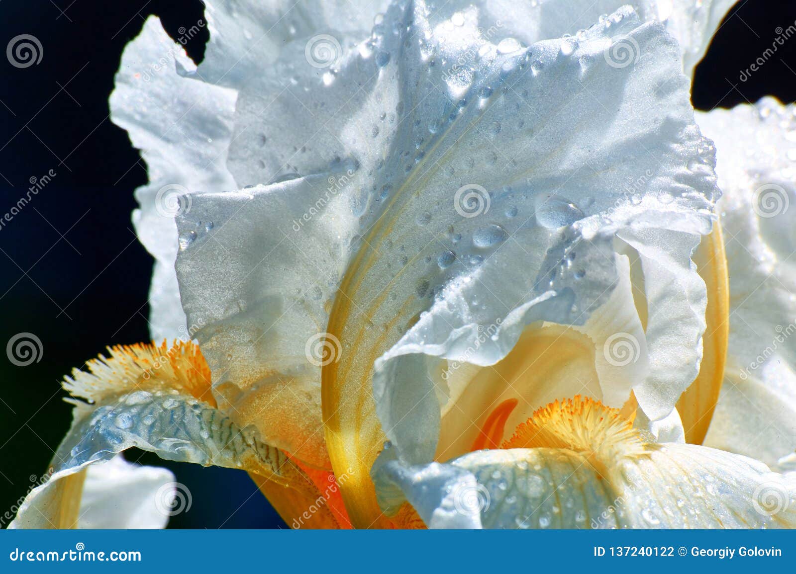 This Popular Iris Never Disappoints with Its Big, White Flowers Putting ...