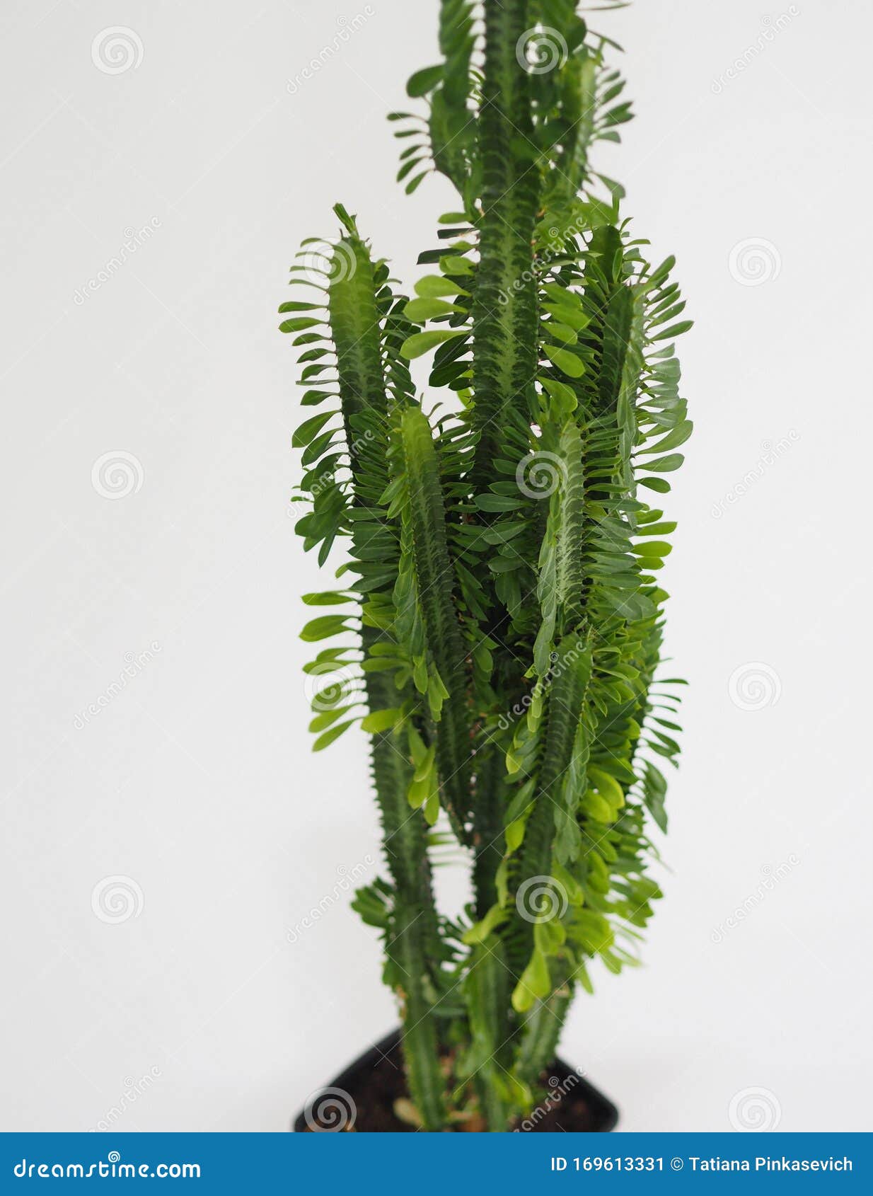 The Popular Name is Euphorbia Triangular Prickly. Benefit and Harm ...