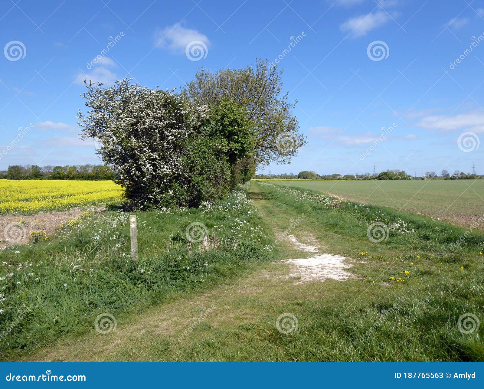 Inviting Path in Countryside by Fields Stock Image - Image of grass ...